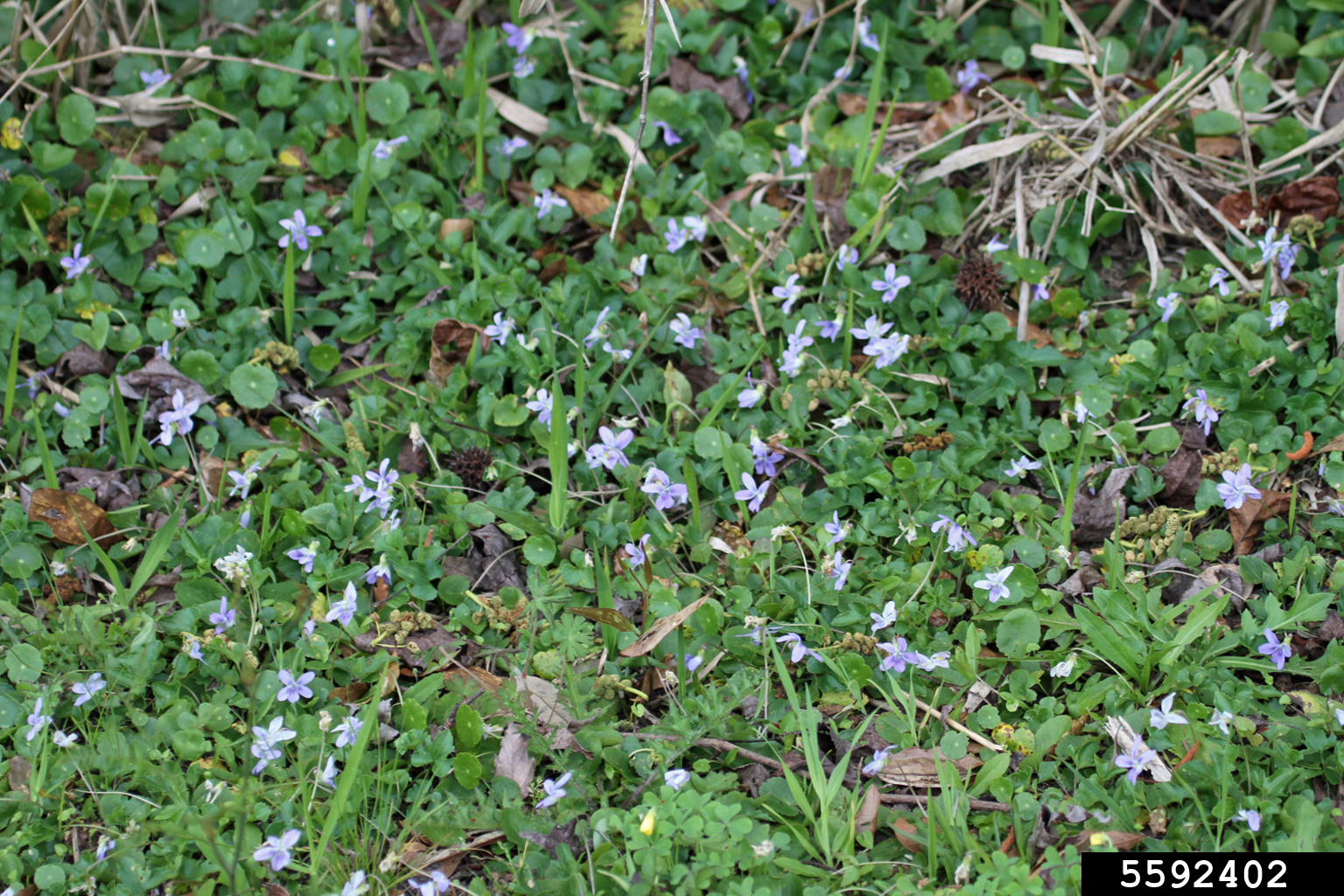 common blue violet (Viola sororia Willd.)