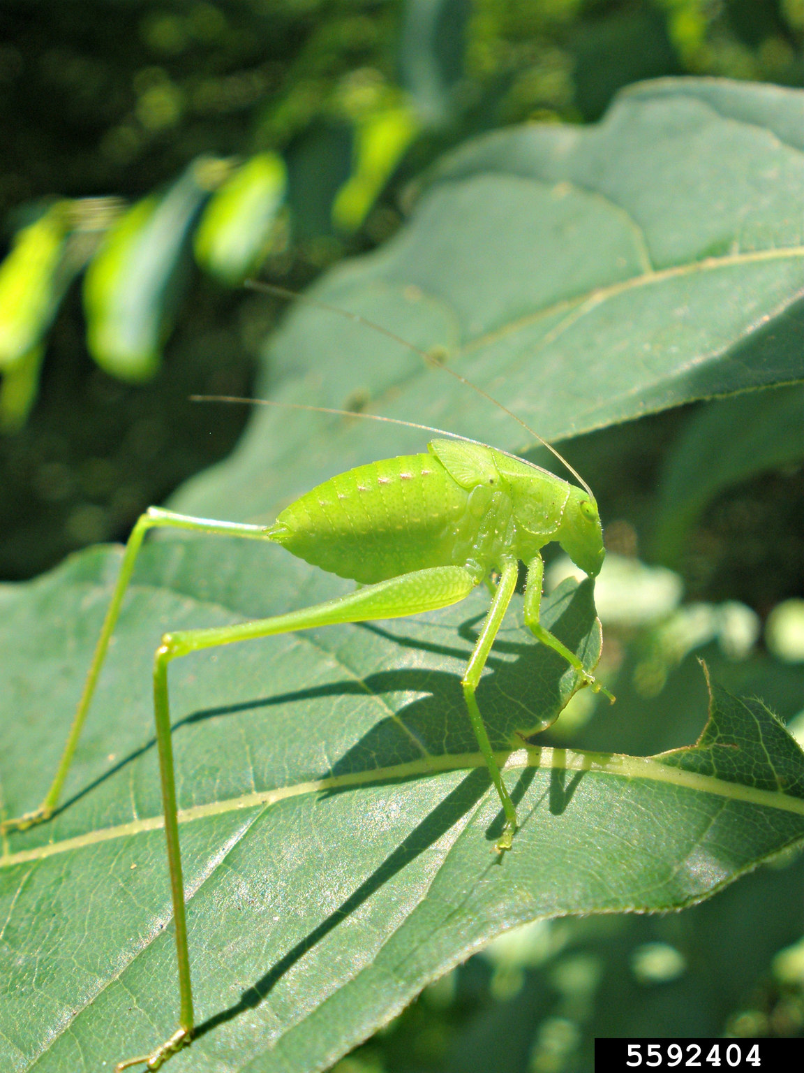 round-headed katydids (Genus Amblycorypha)