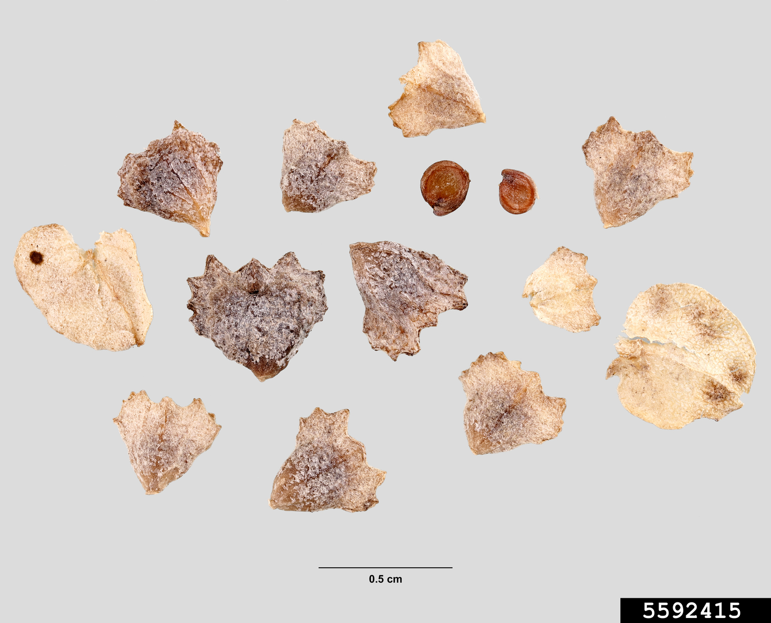 silverscale saltbush (Atriplex argentea Nutt.)
