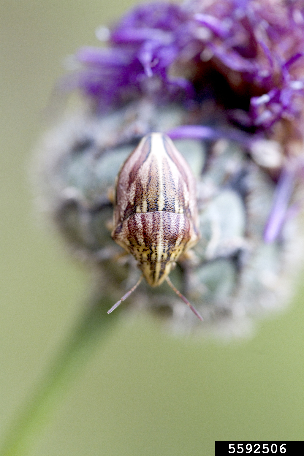 jewel bug (Odontotarsus purpureolineatus)