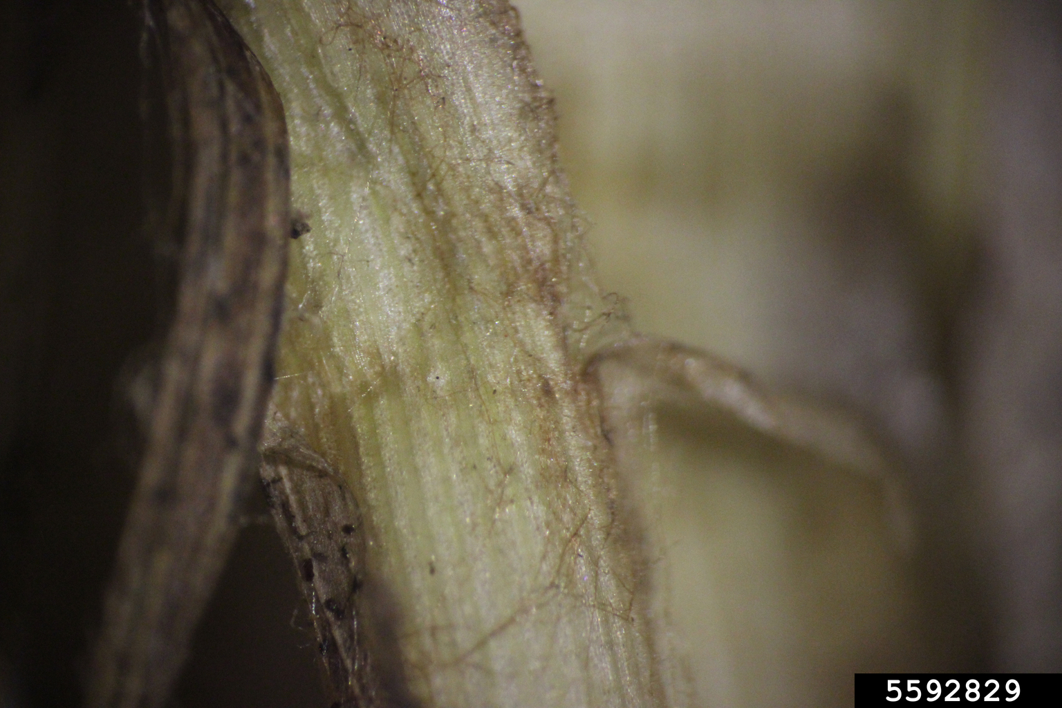 Rhizoctonia damping-off, blight and rot (Rhizoctonia solani ) on St ...