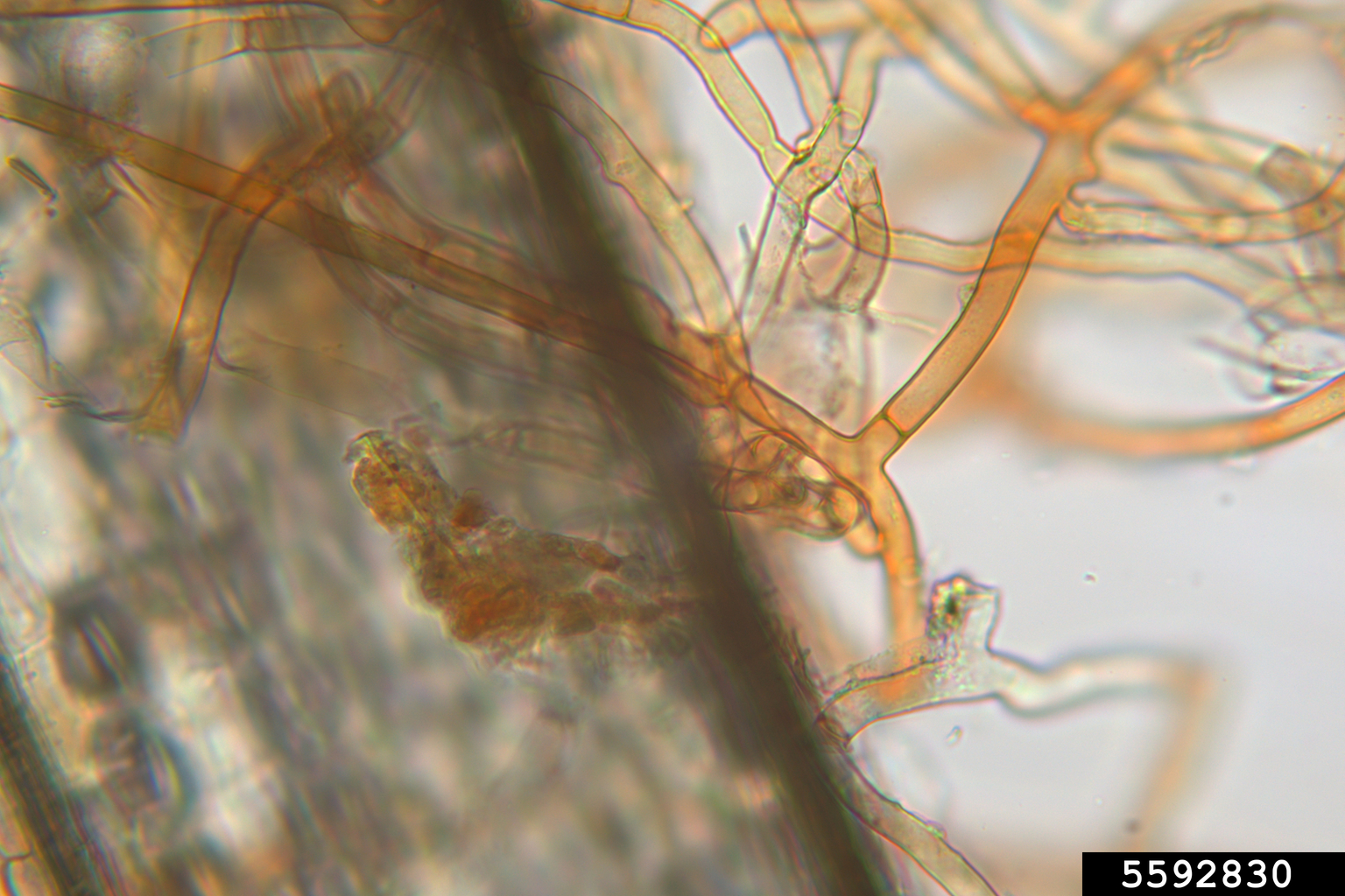 Rhizoctonia damping-off, blight and rot (Rhizoctonia solani ) on St ...