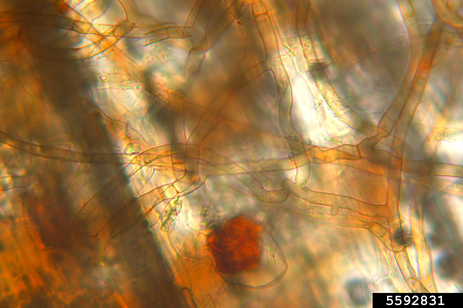 Rhizoctonia damping-off, blight and rot (Rhizoctonia solani J.G. Kühn)