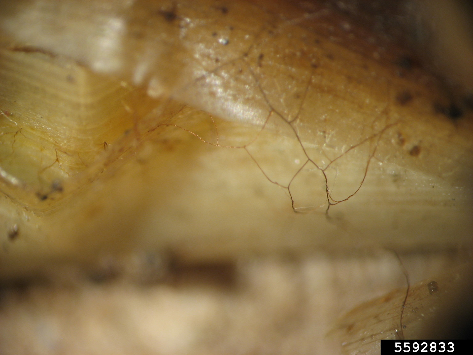 Rhizoctonia damping-off, blight and rot (Rhizoctonia solani J.G. Kühn)