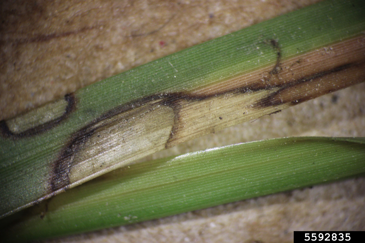 Rhizoctonia damping-off, blight and rot (Rhizoctonia solani)