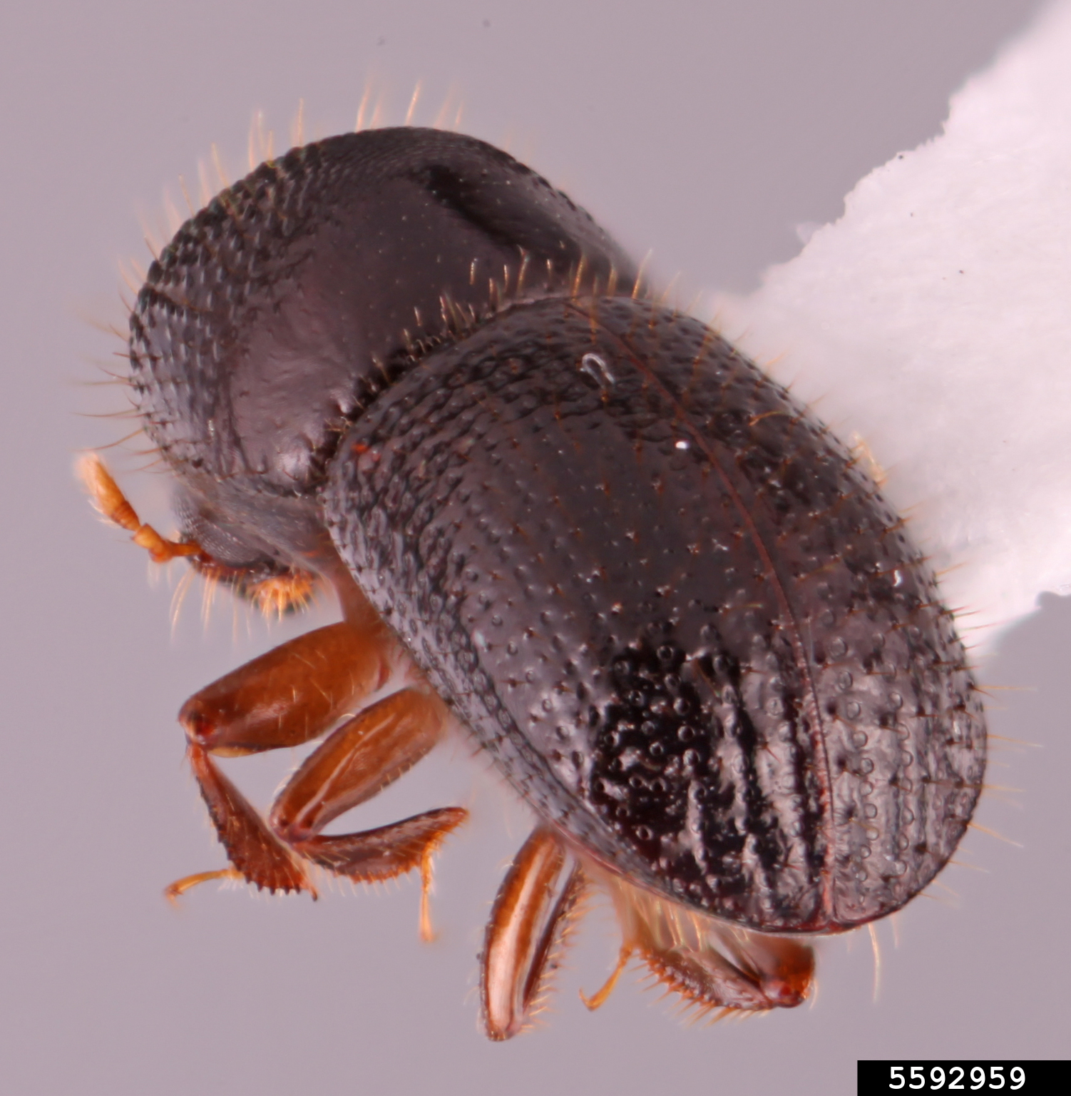 kuroshio shot hole borer (Euwallacea kuroshio)