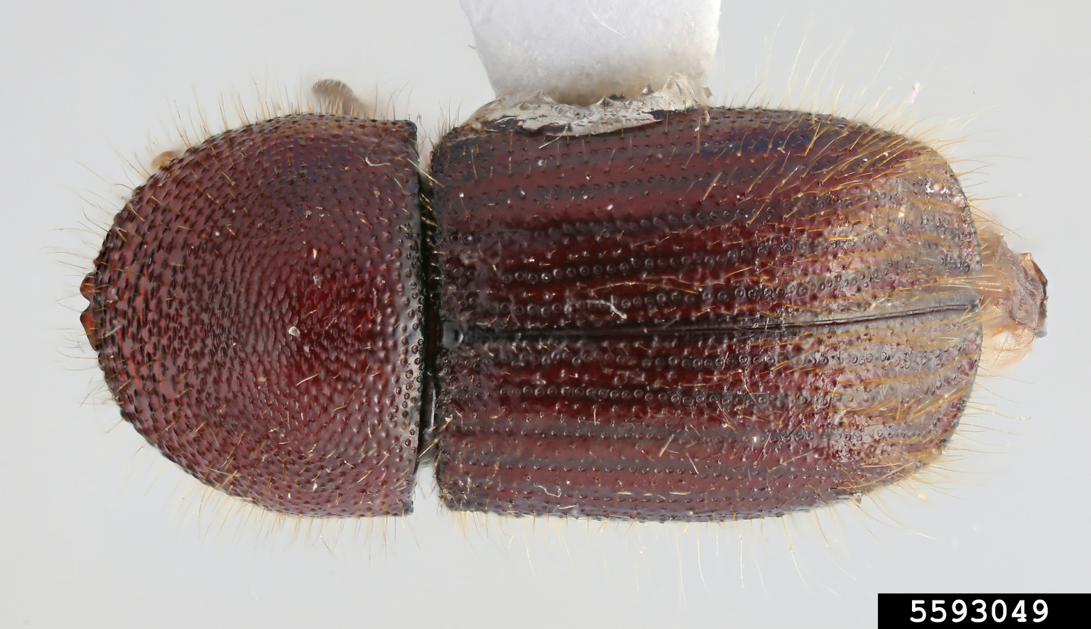 ambrosia beetle, Beaverium latus (Coleoptera: Curculionidae) - 5593049