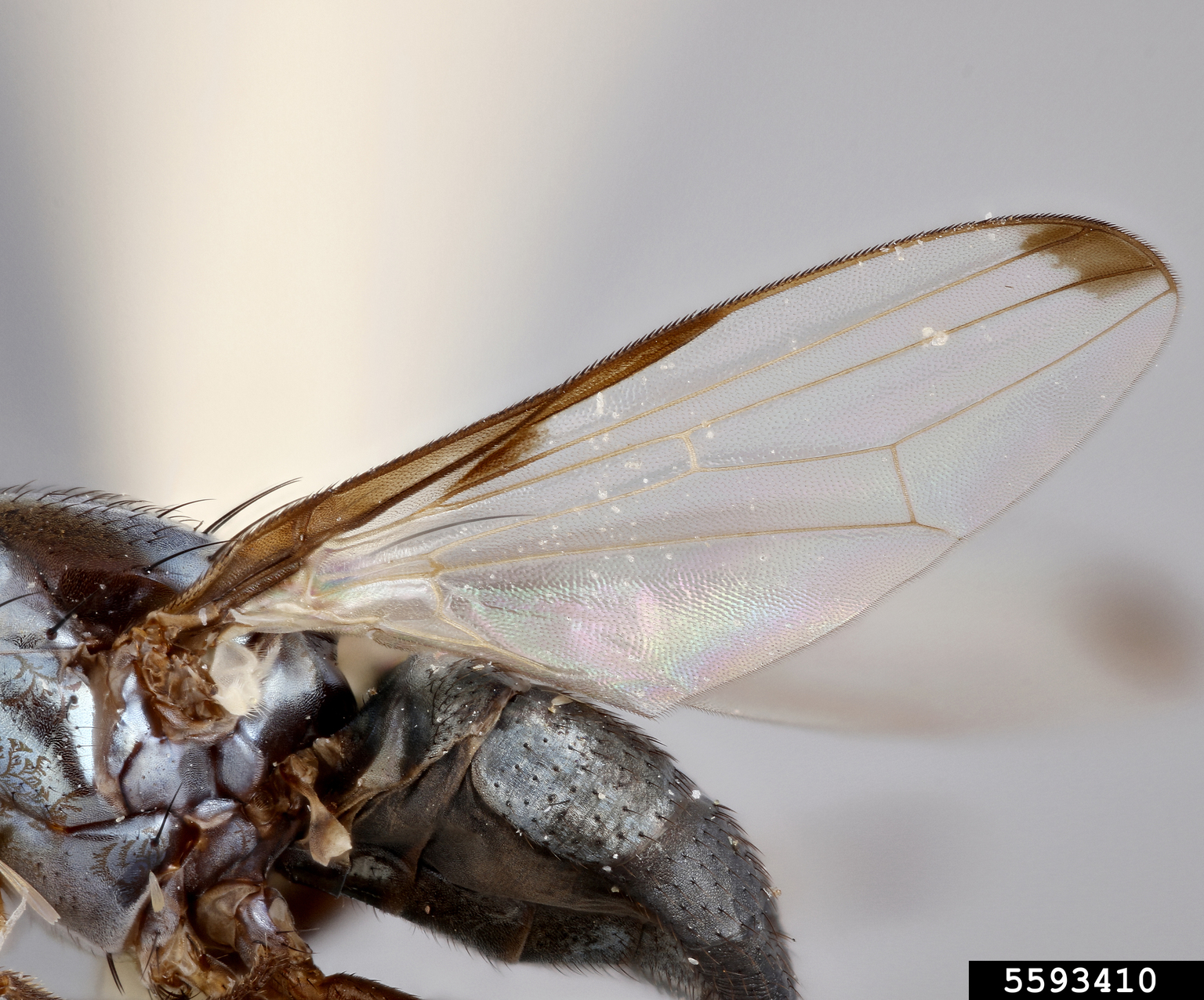 Picture-winged fly (Acrosticta apicalis (Williston))