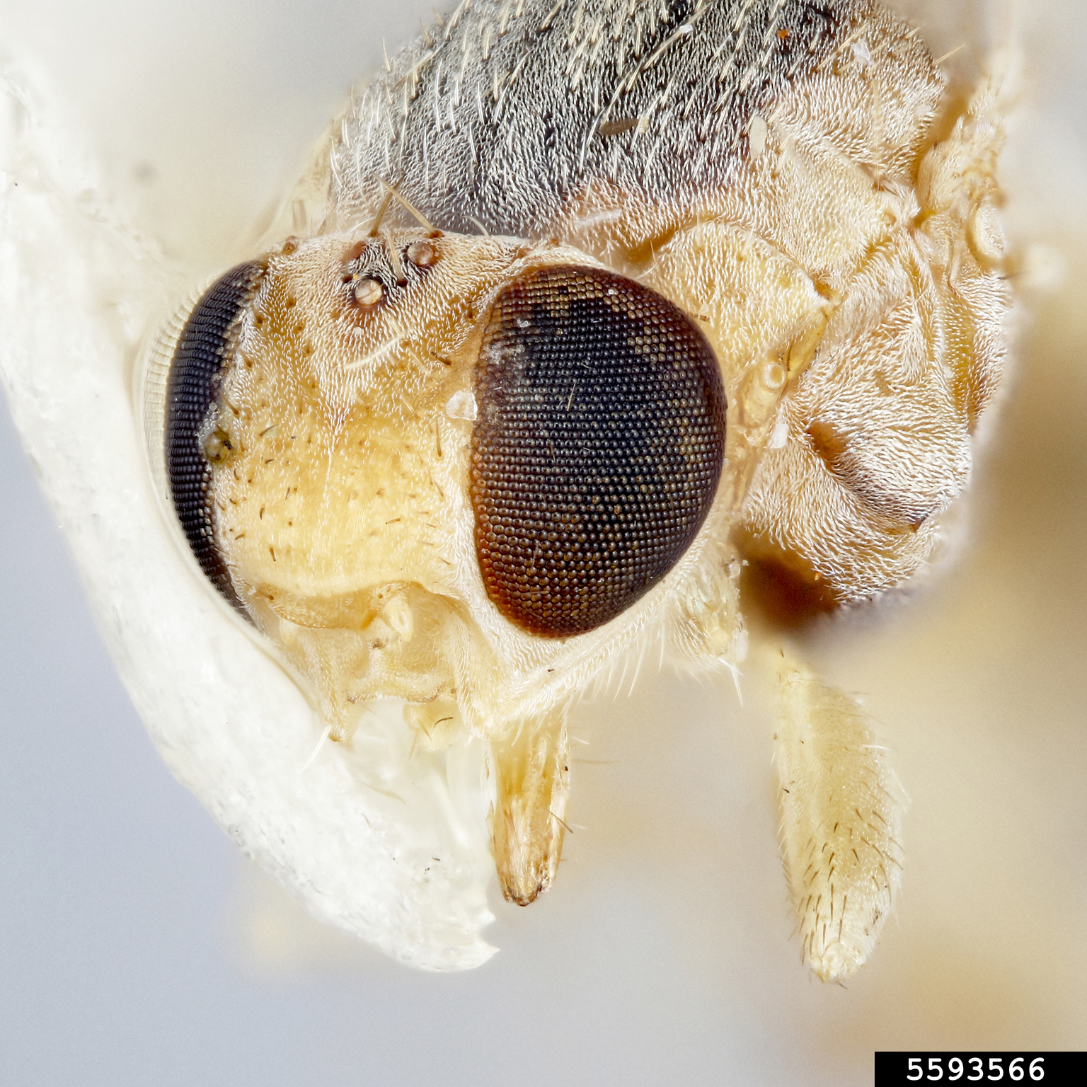 Frit fly (Hippelates dorsalis Loew)