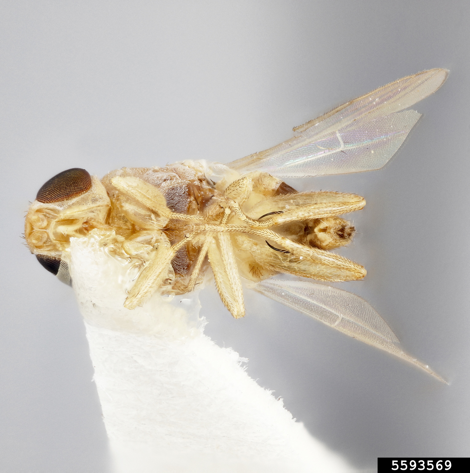 Frit fly (Hippelates dorsalis Loew)