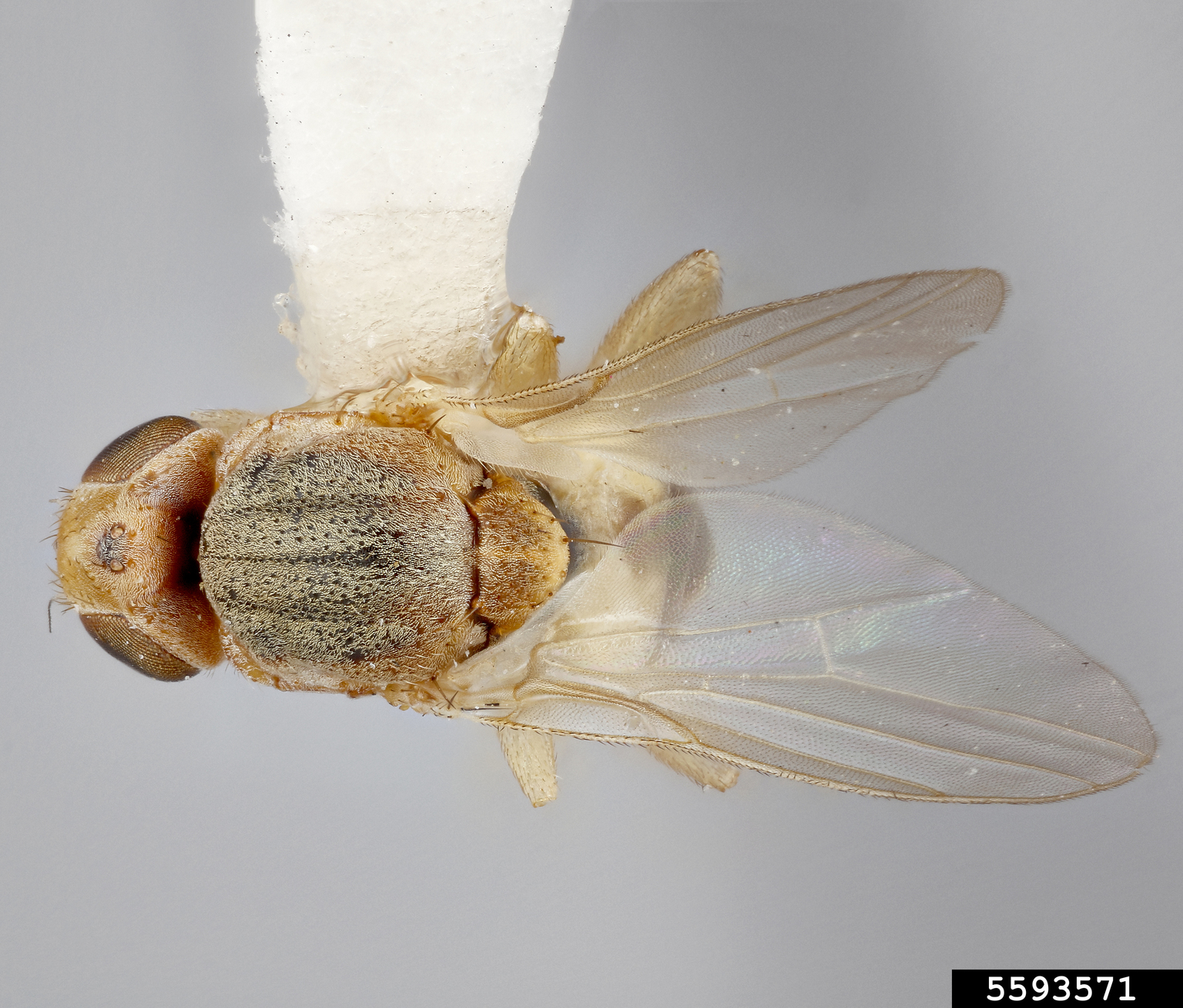 Frit fly, Hippelates dorsalis (Diptera: Chloropidae) - 5593571