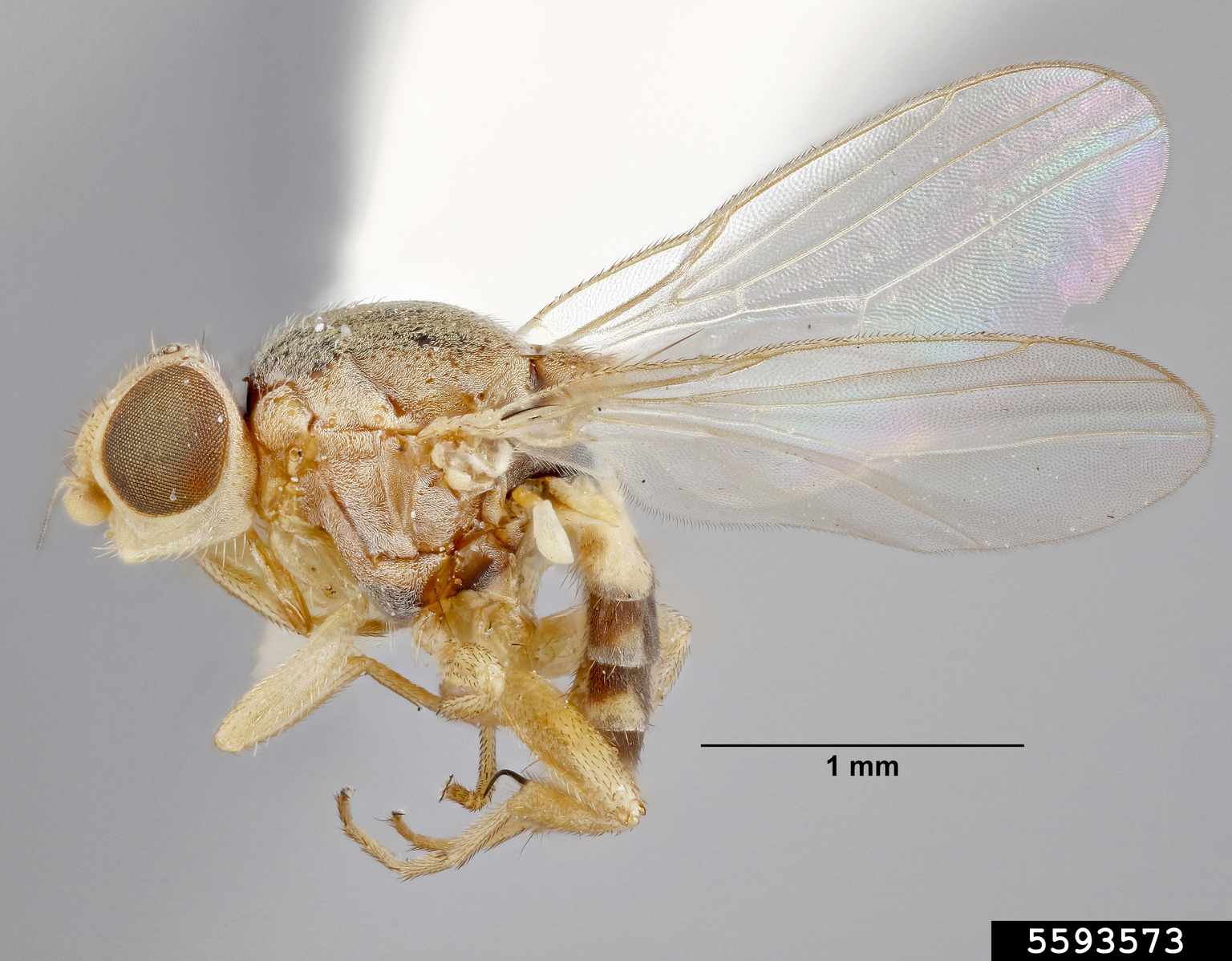 Frit fly (Hippelates dorsalis Loew)