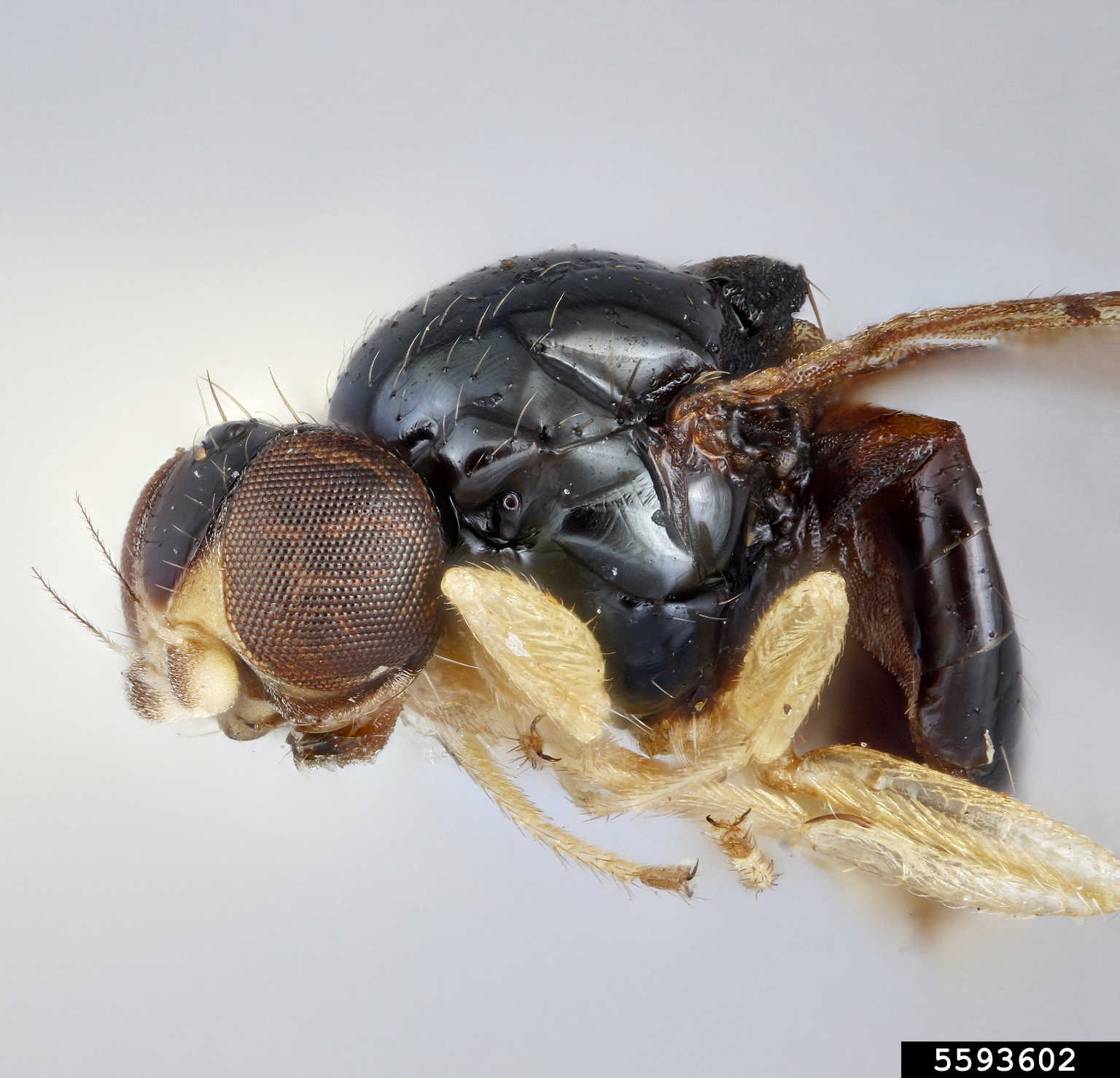 Eye gnat (Liohippelates flavipes (Loew))