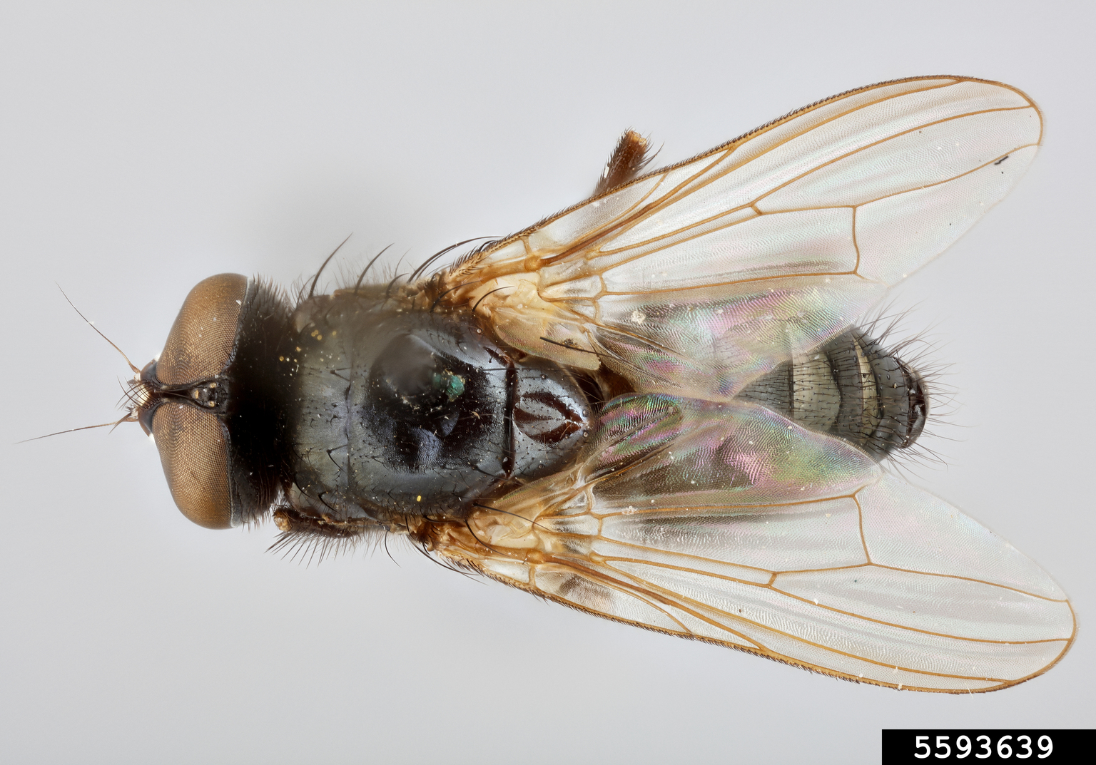House fly (Ophyra aenescens (Wiedemann))