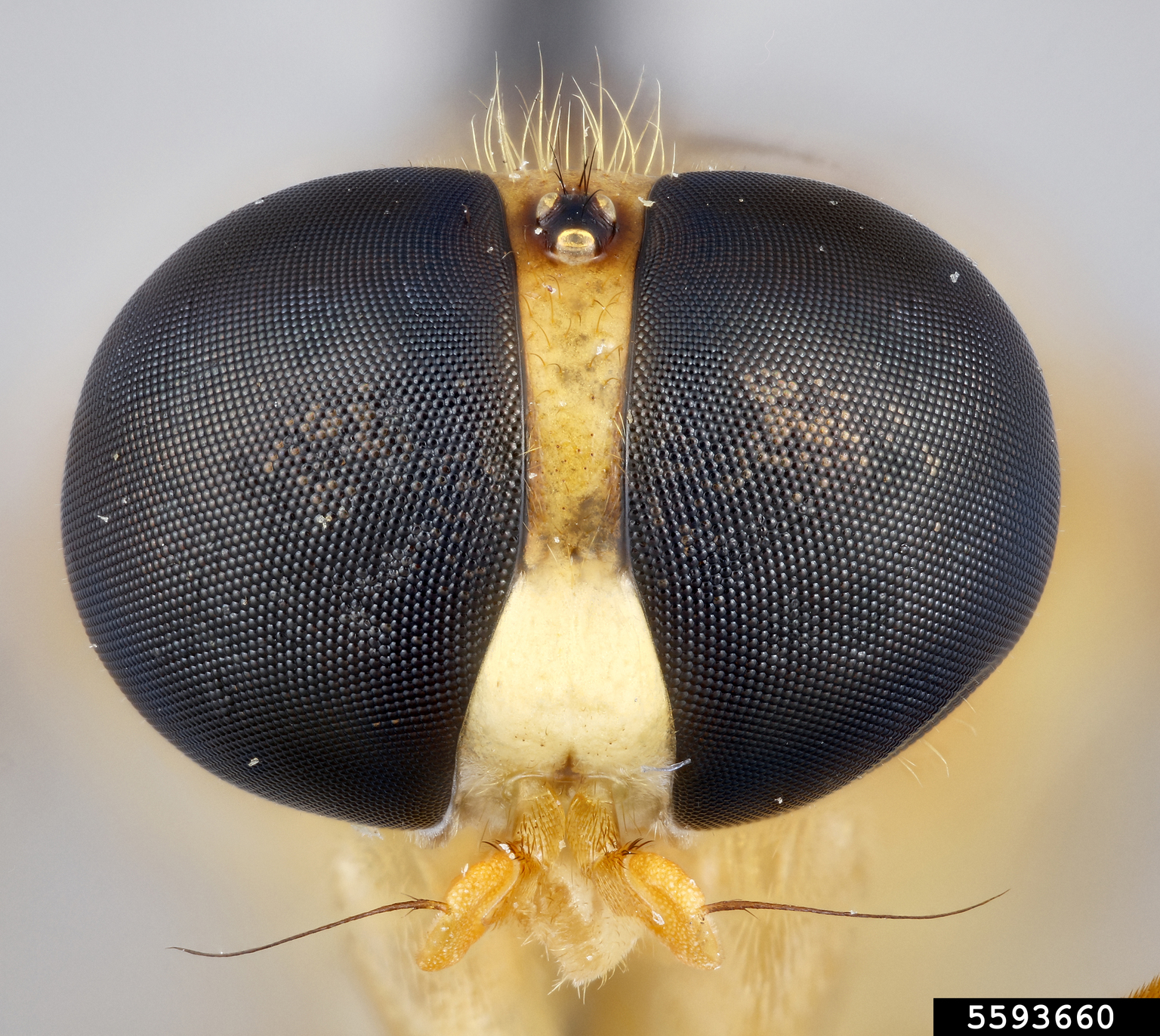 Soldier fly (Ptecticus testaceus)