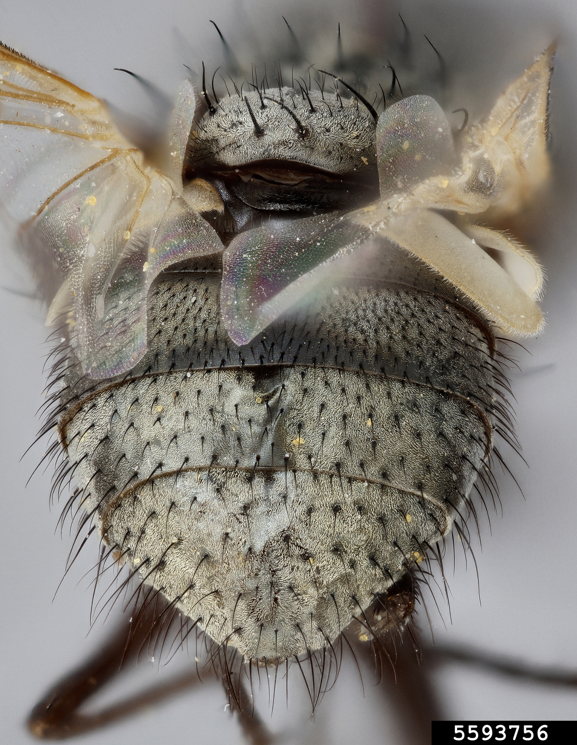 licking fly (Musca vitripennis Meigen, 1826)