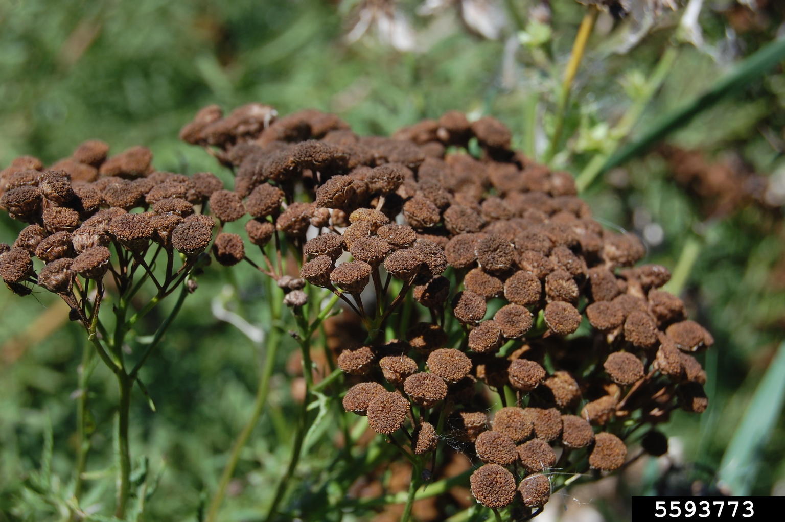 common tansy (Tanacetum vulgare L.)