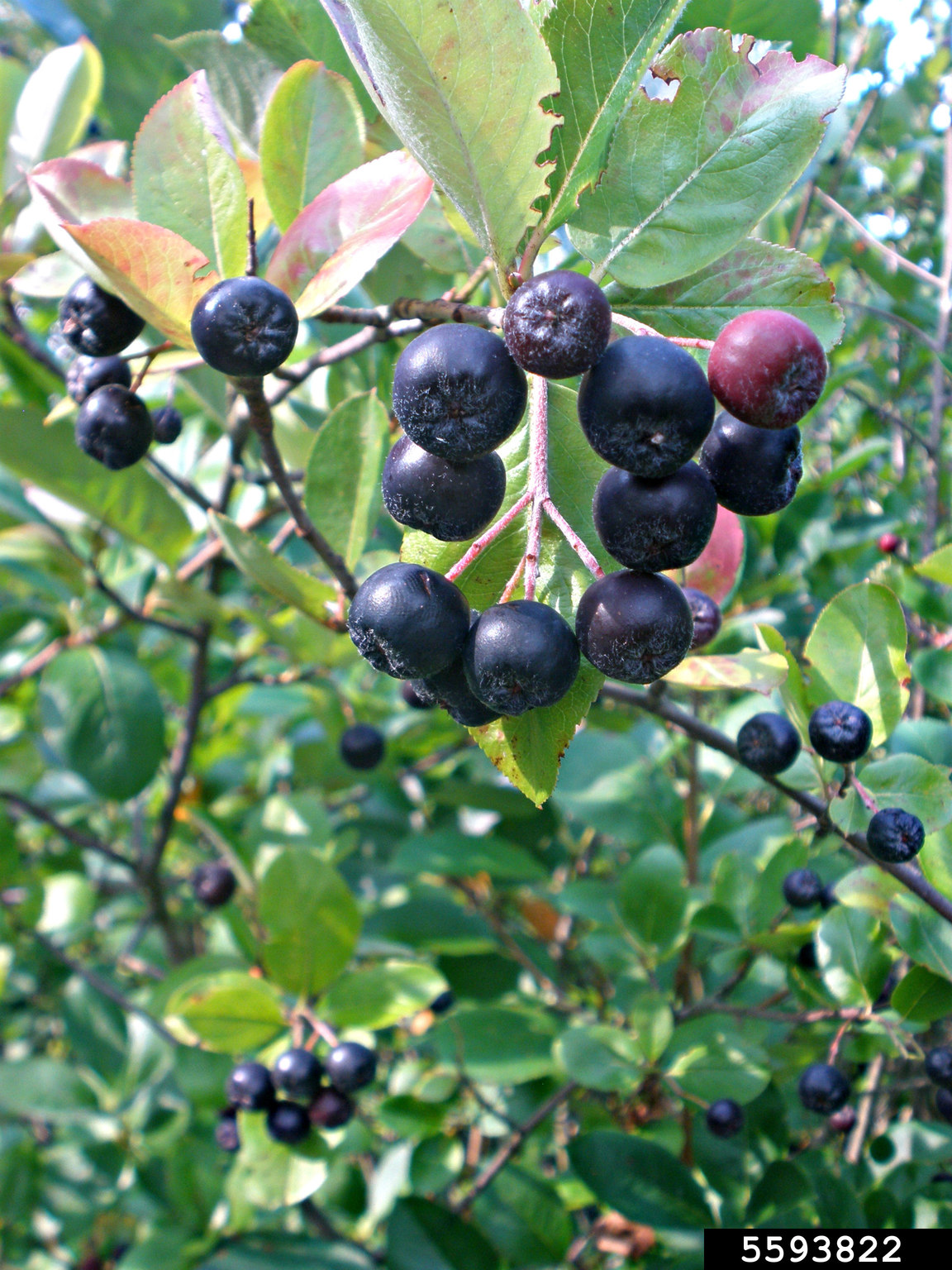 black chokeberry (Aronia melanocarpa (Michx.) Elliot)