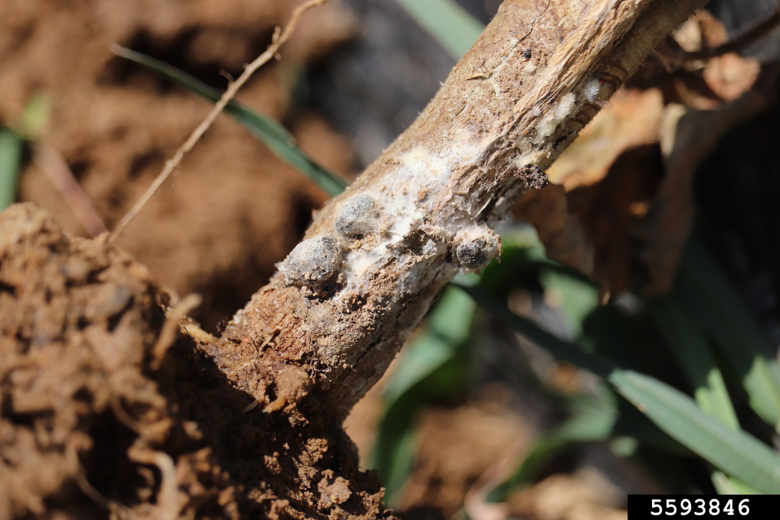 Sclerotinia timber rot (Sclerotinia sclerotiorum)