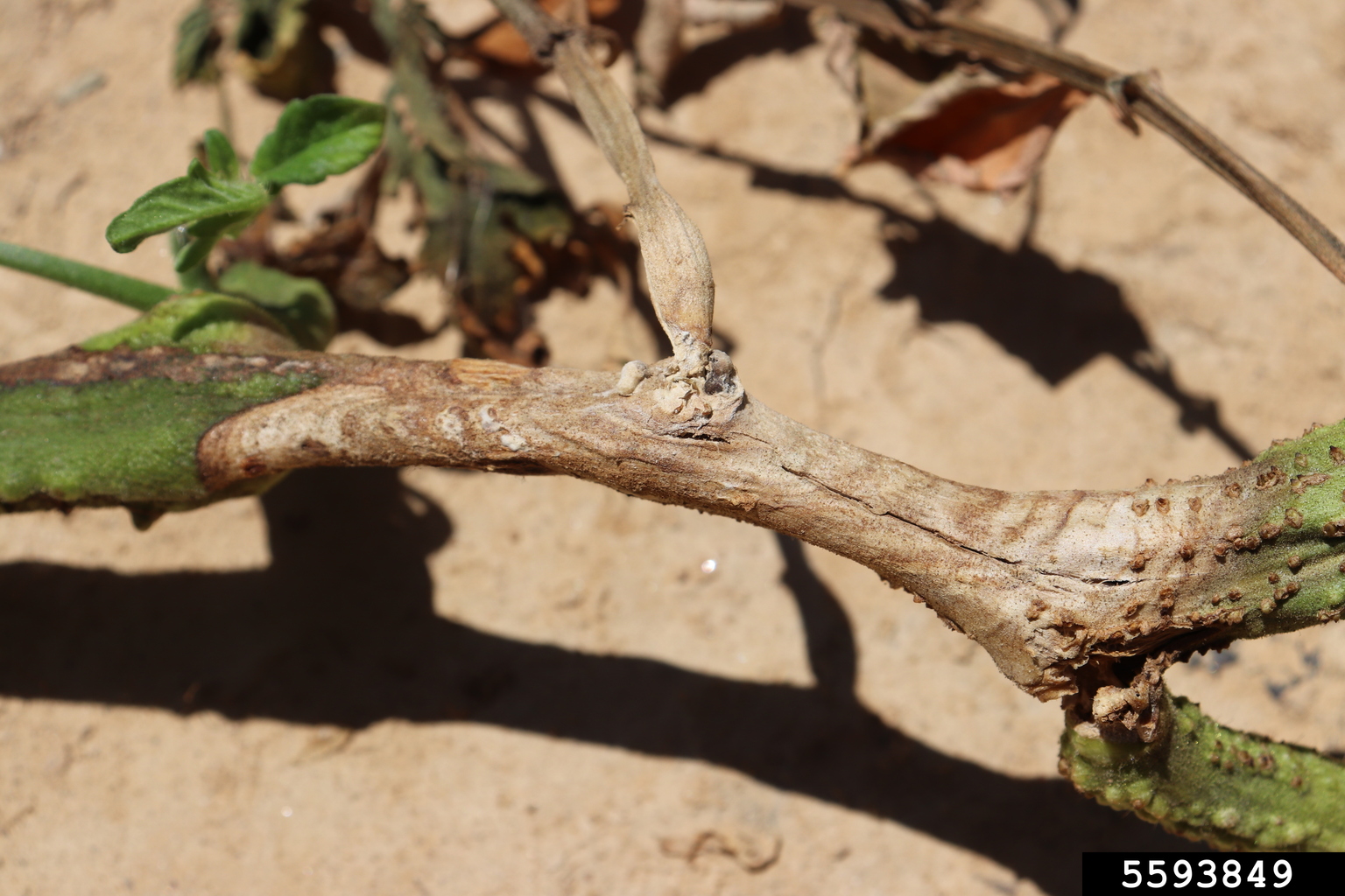 Sclerotinia timber rot (Sclerotinia sclerotiorum)