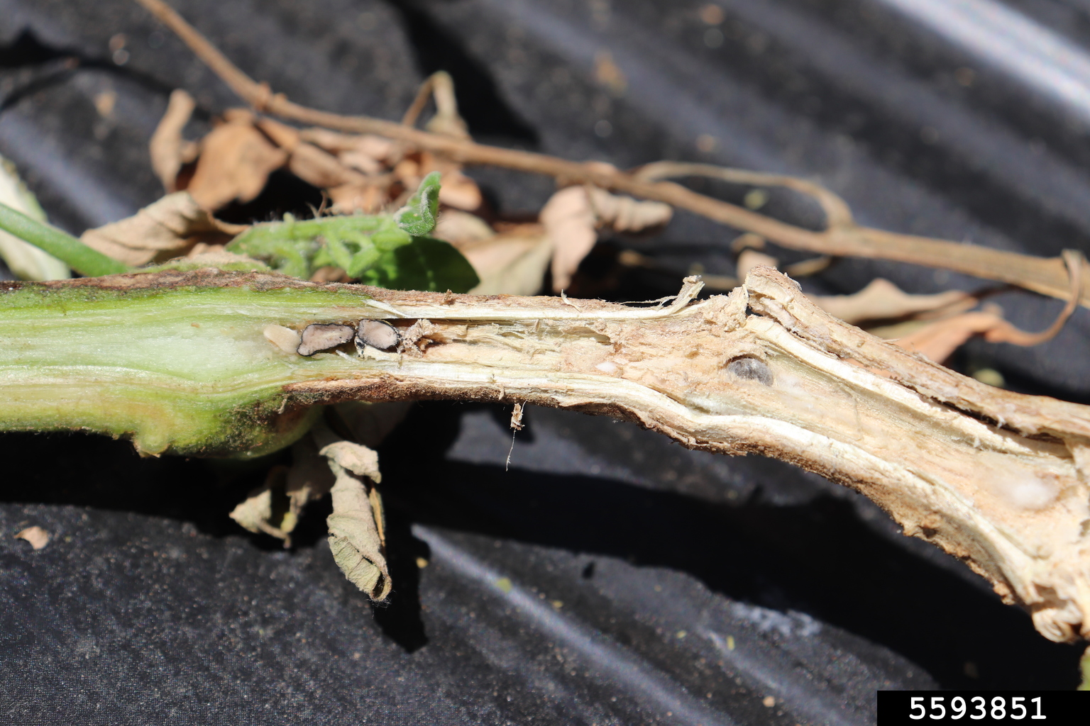 Sclerotinia timber rot (Sclerotinia sclerotiorum)