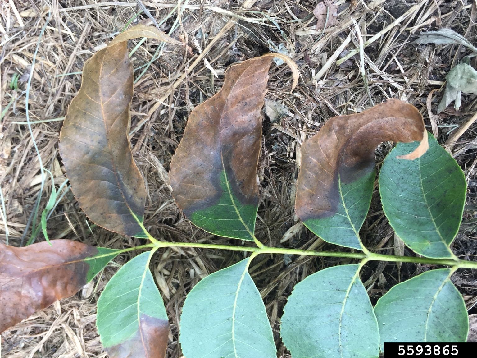 bacterial leaf scorch (Xylella fastidiosa)