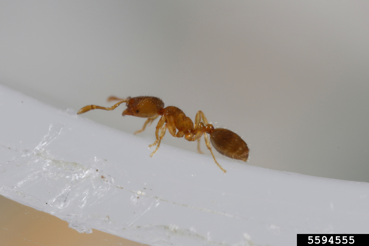 thief ant (Solenopsis molesta (Say))