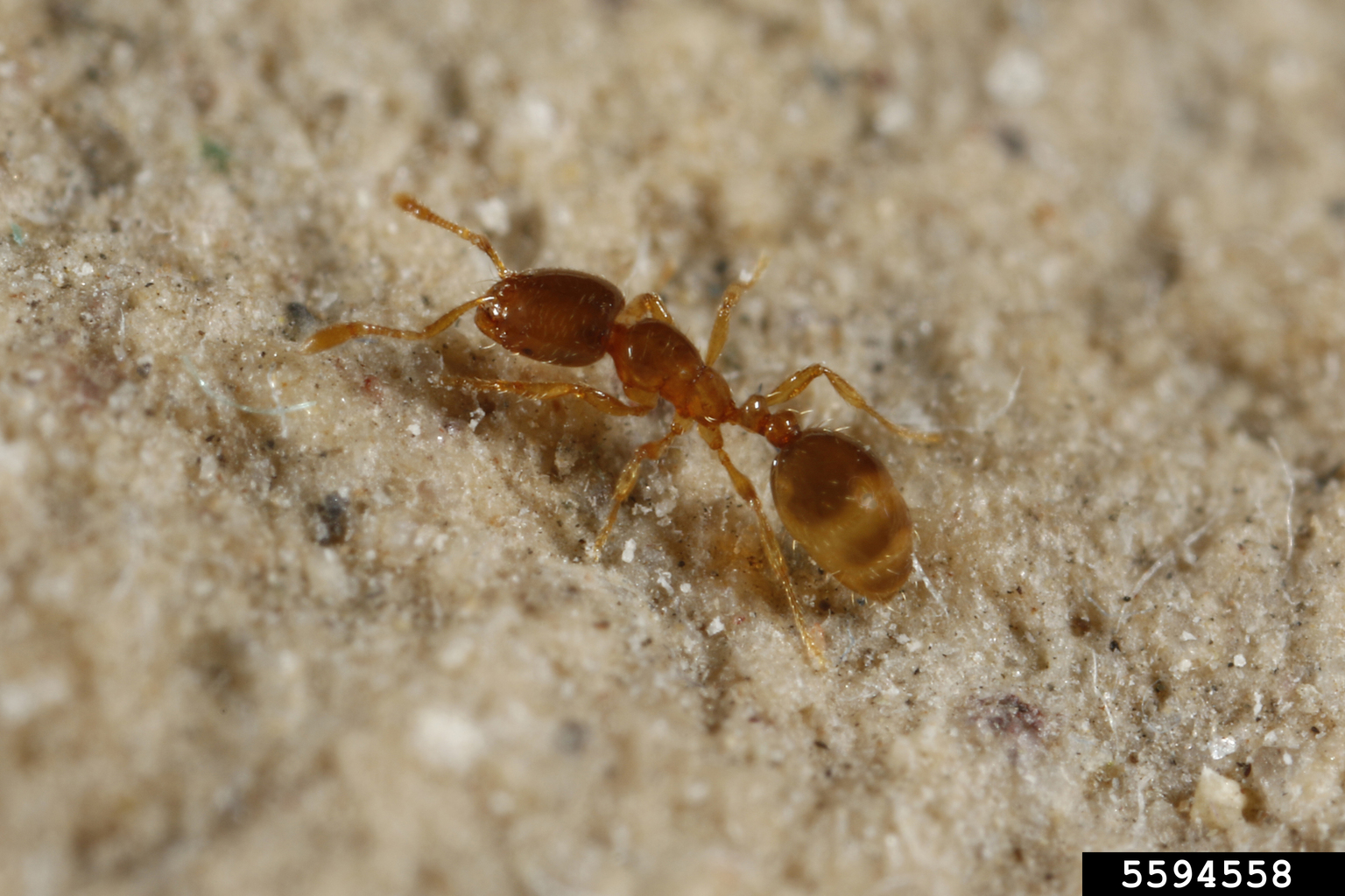 thief ant (Solenopsis molesta (Say))