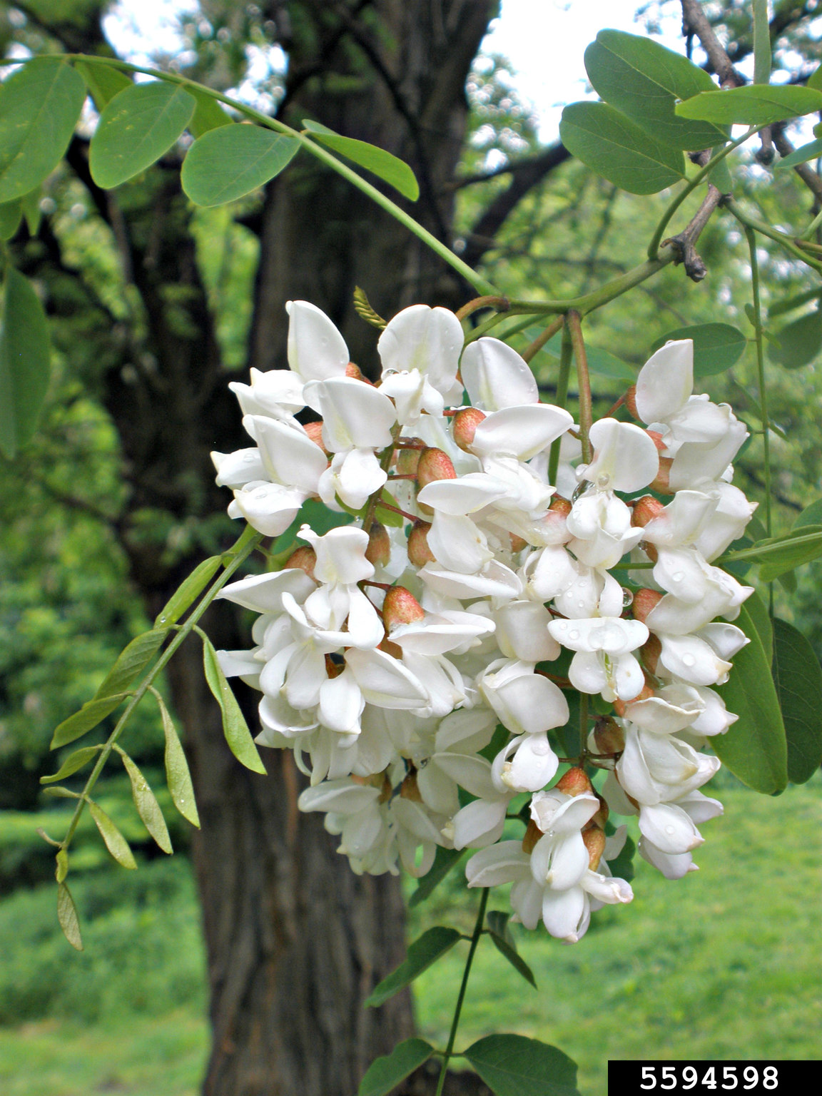 black locust (Robinia pseudoacacia)