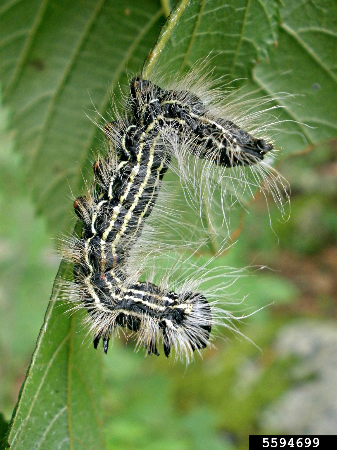 Notodontid moth (Genus Datana Walker, 1855)