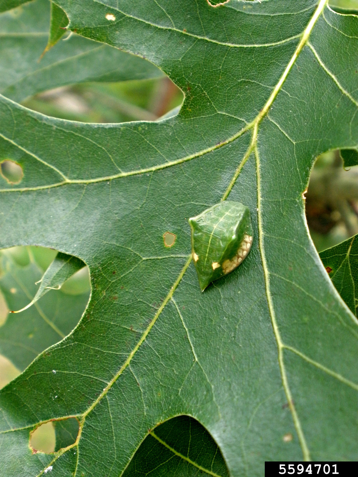 skiff moth (Prolimacodes badia)