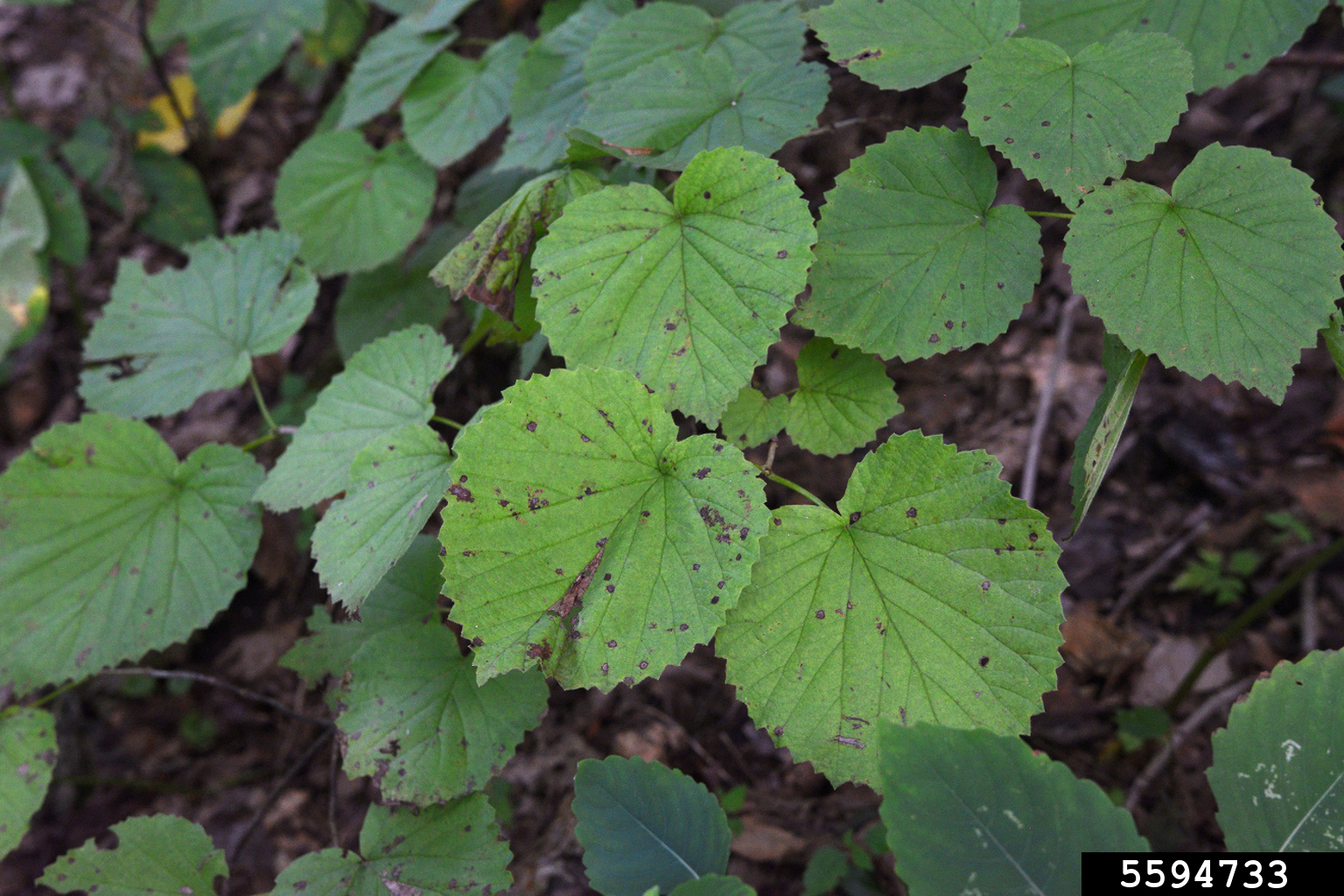 softleaf arrowwood (Viburnum molle Michx.)