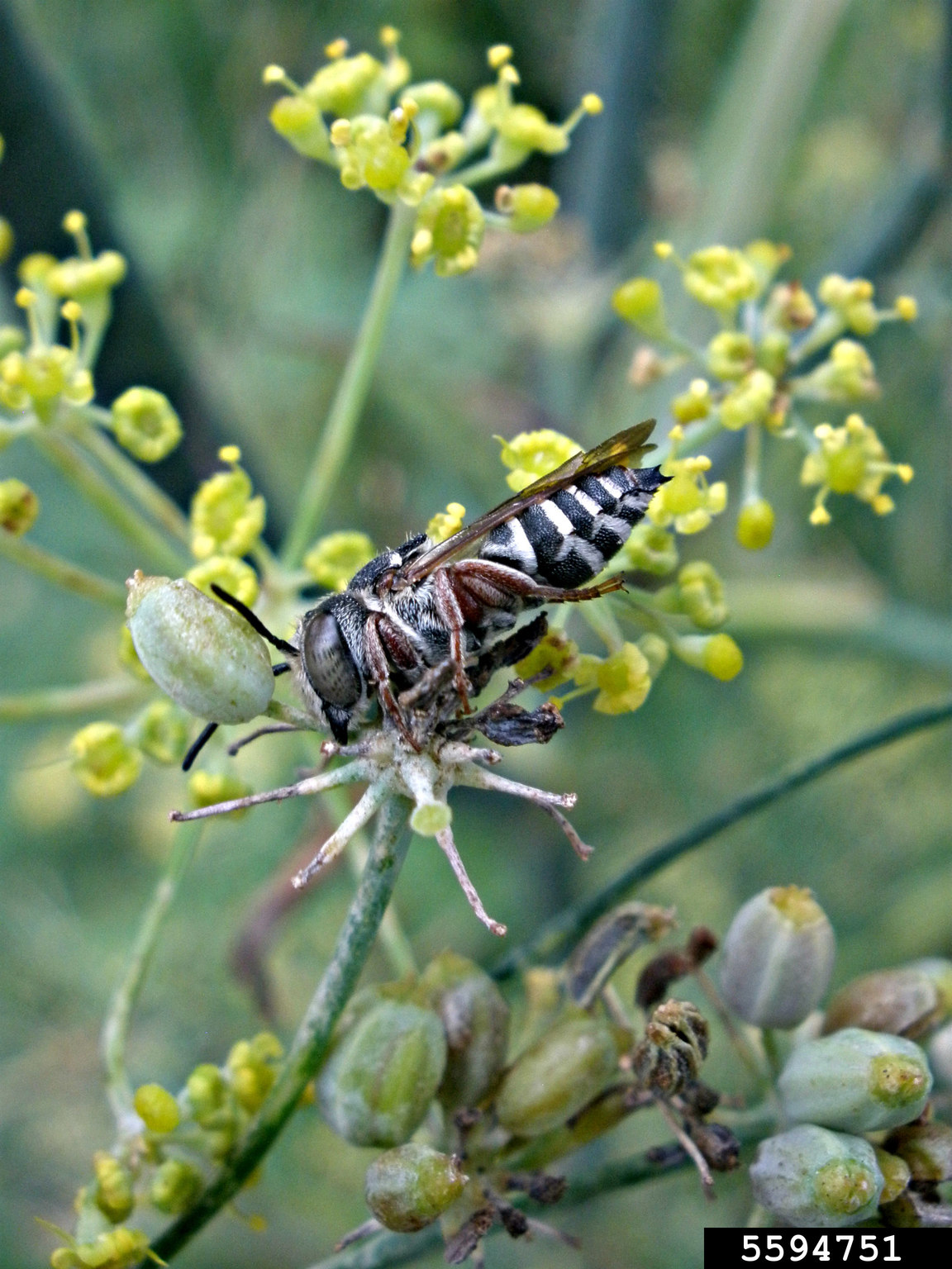 cuckcoo bees (Genus Coelioxys Latrielle, 1809)