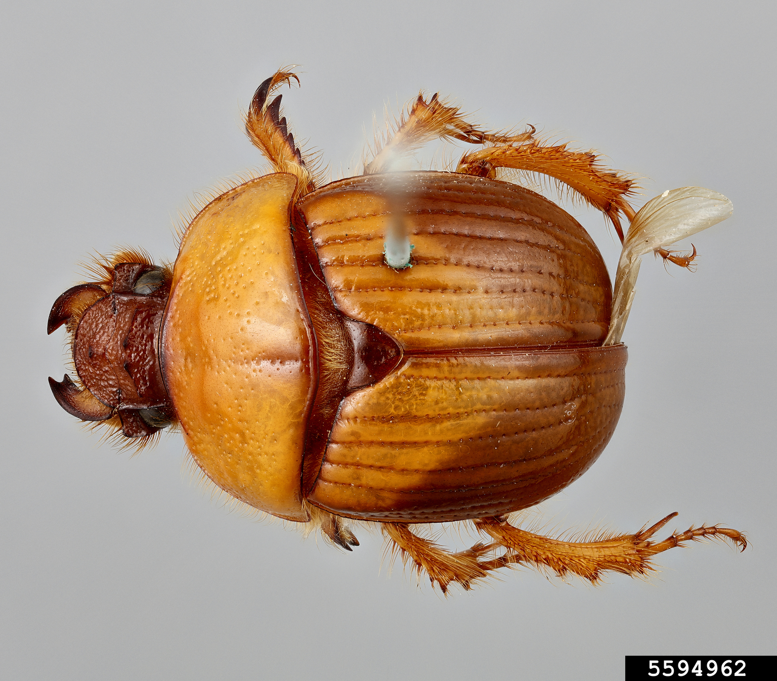 Brown Scarab Beetle