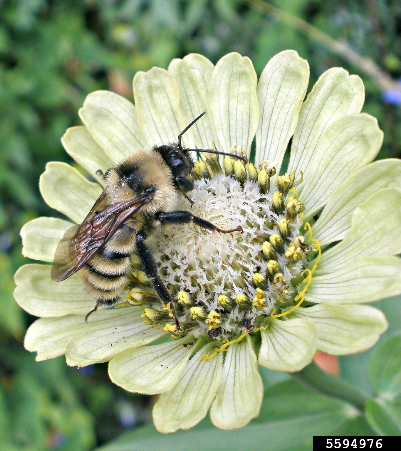 golden northern bumble bee (Bombus fervidus (Fabricius))