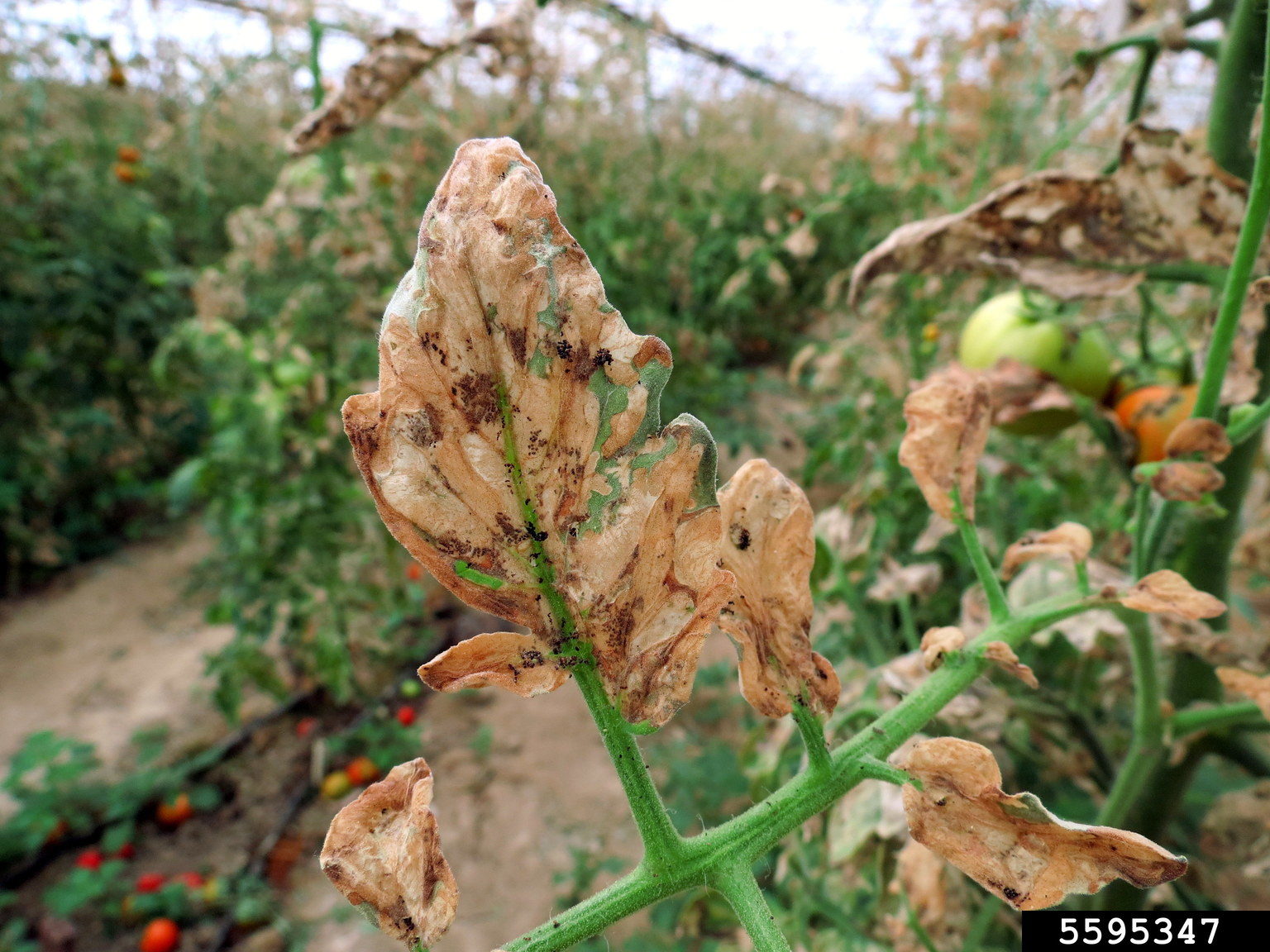 tomato leafminer (Tuta absoluta)