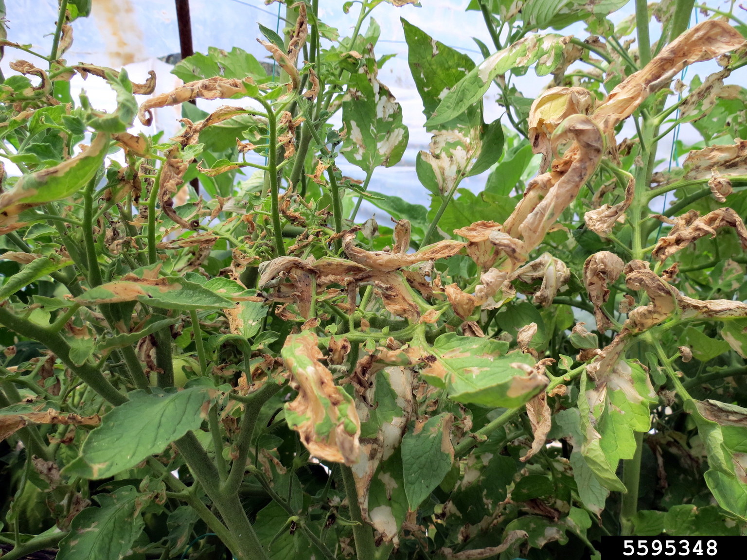 tomato leafminer (Tuta absoluta)
