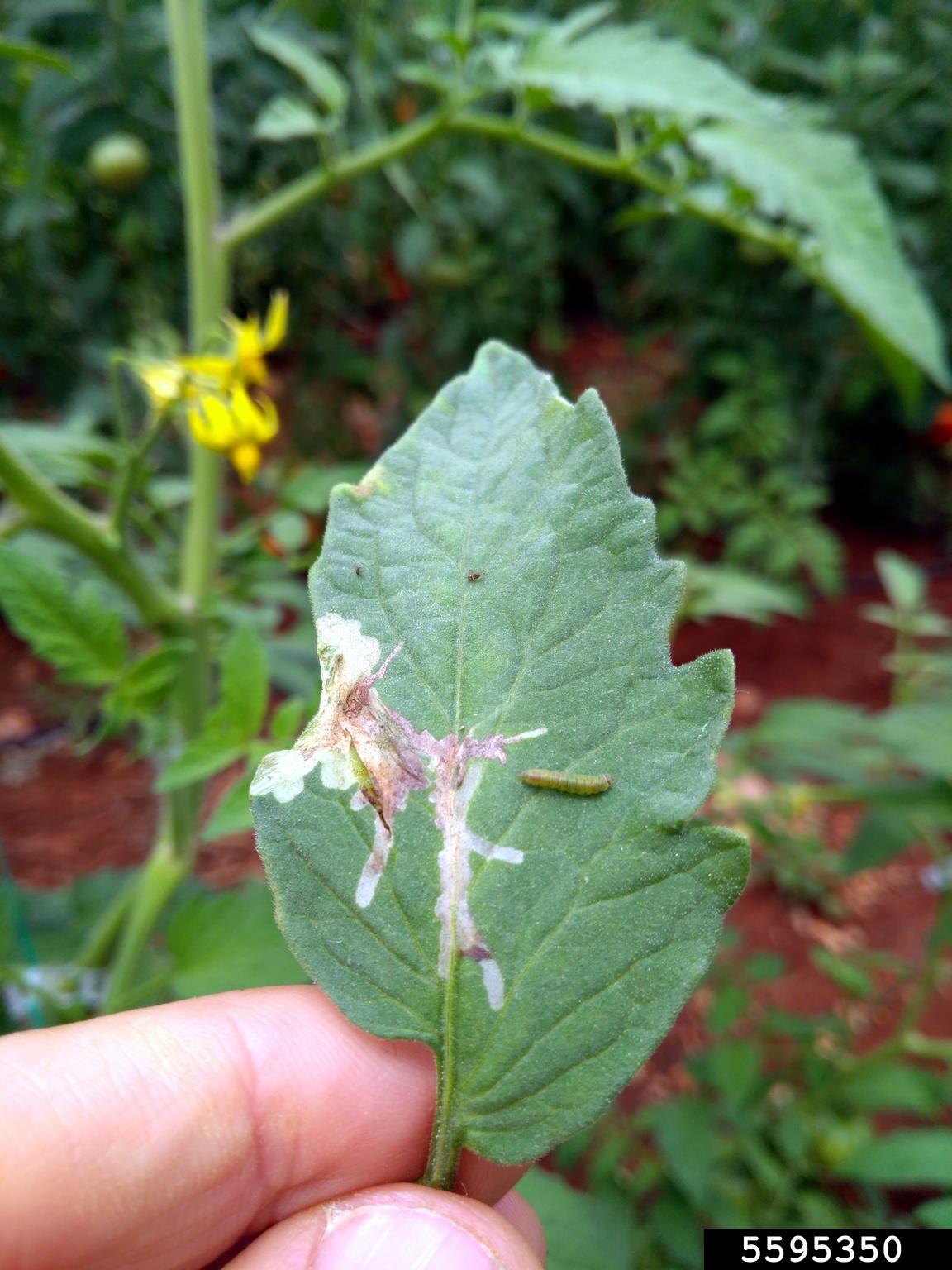 Phthorimaea absoluta Meyrick, 1917