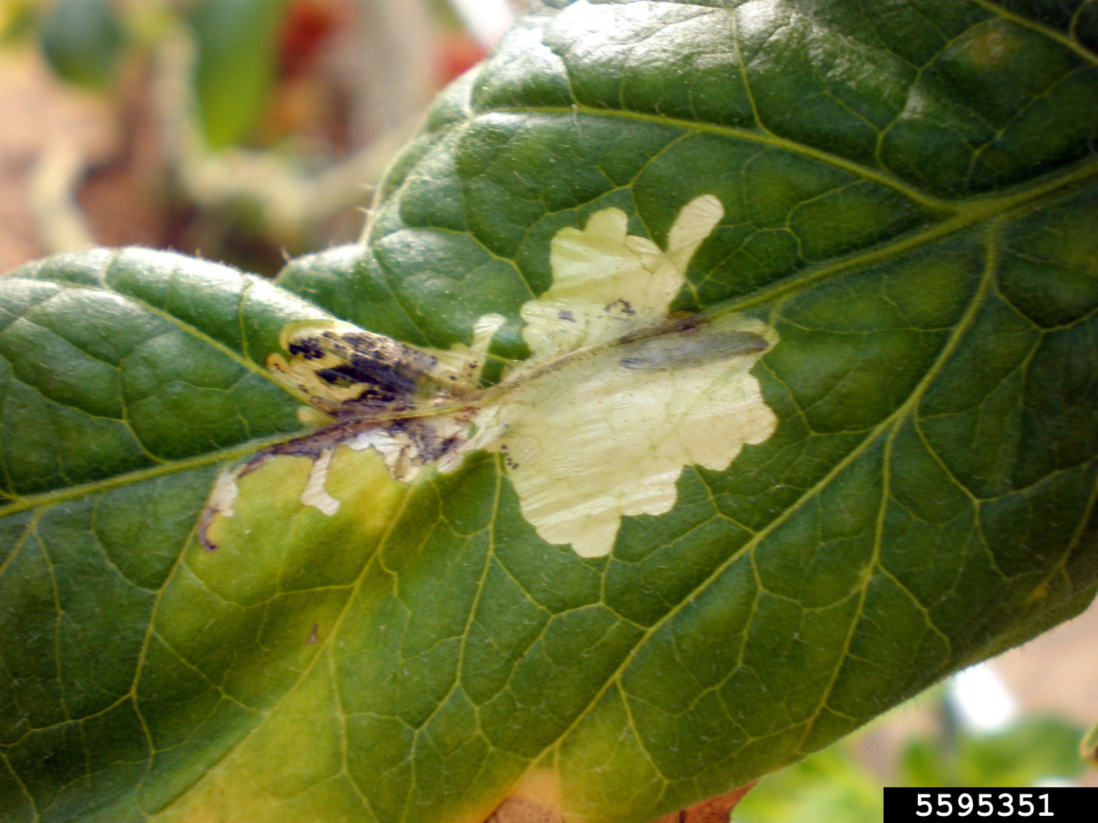 tomato leafminer (Tuta absoluta)