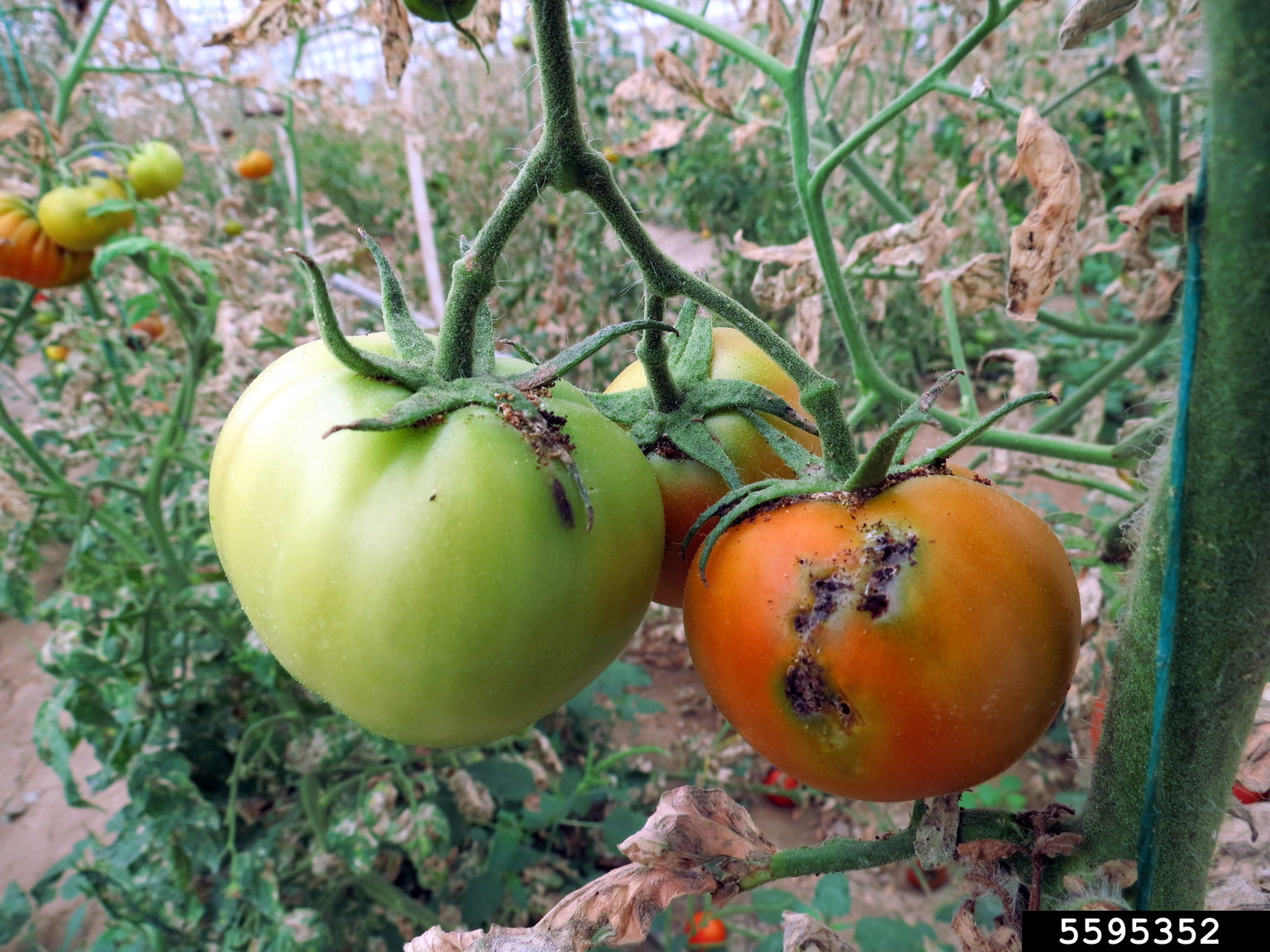 tomato leafminer (Tuta absoluta)