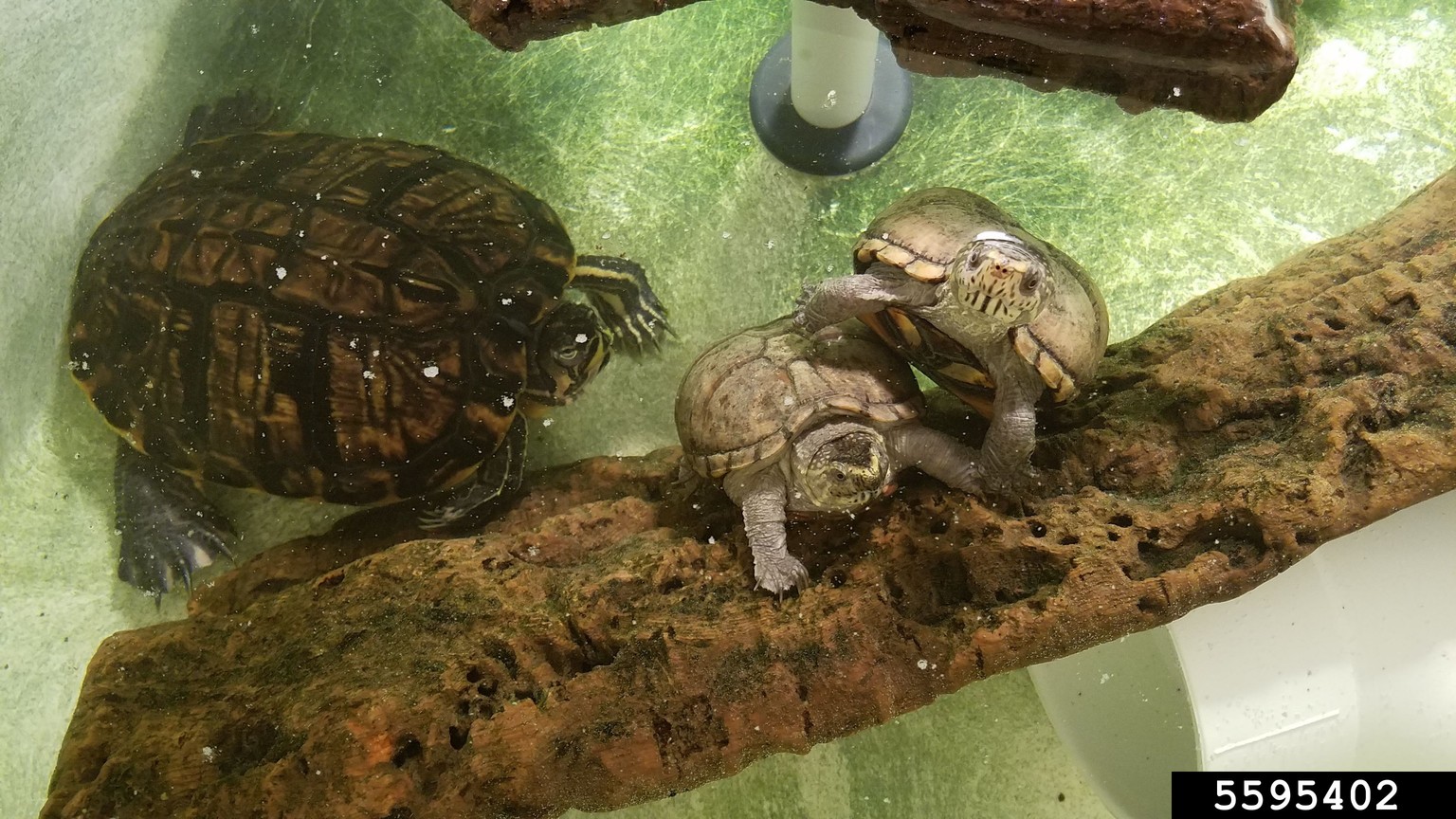 yellowbelly slider, Trachemys scripta scripta (Testudines: Emydidae ...