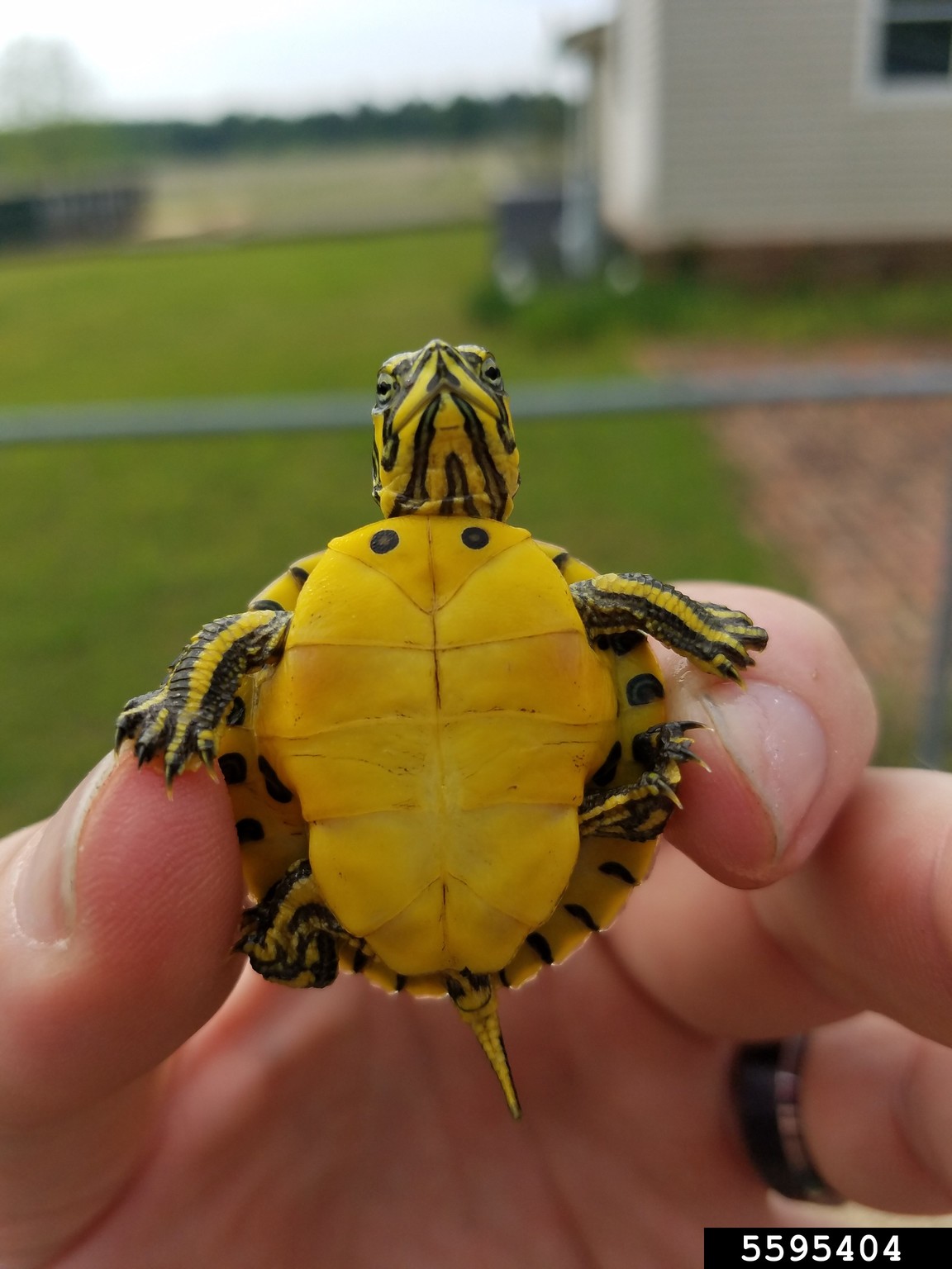 yellowbelly slider (Trachemys scripta scripta (Schoepff, 1792))