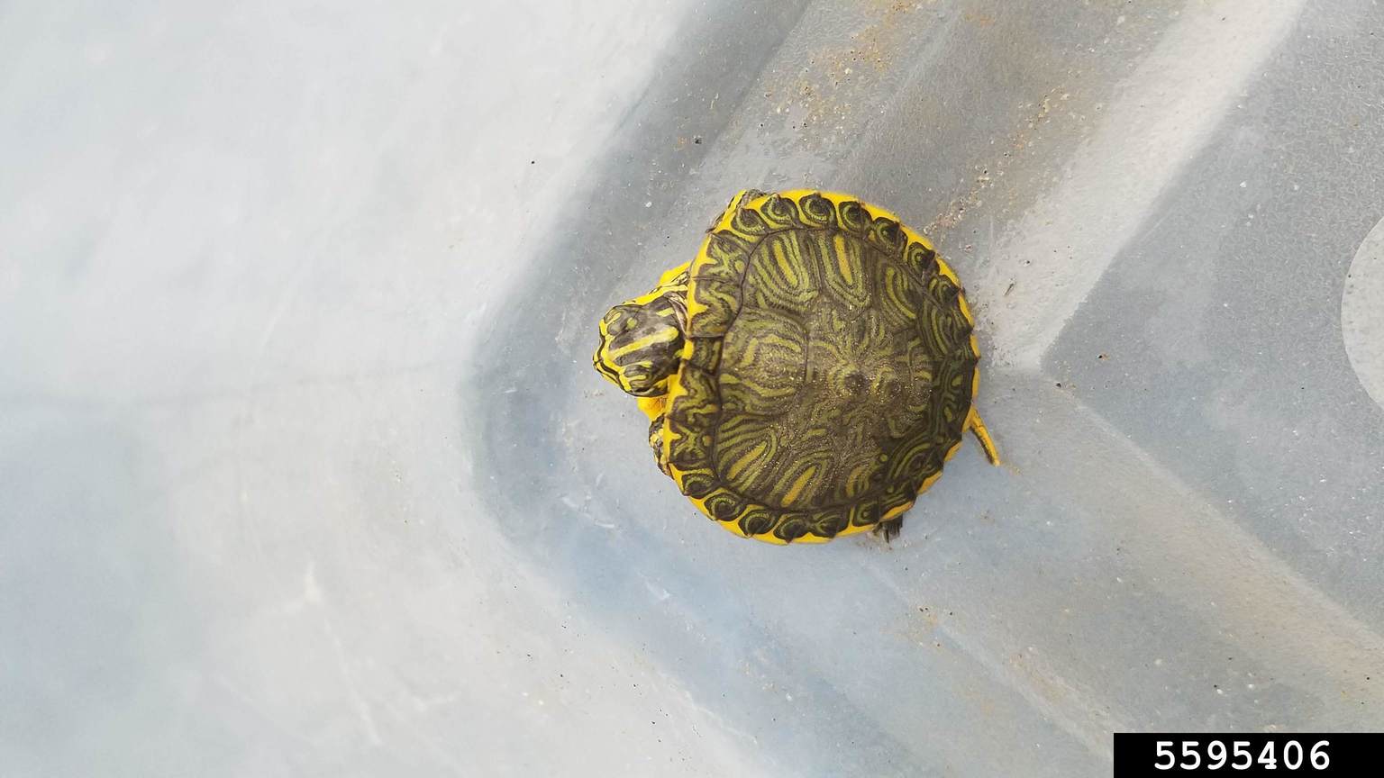 yellowbelly slider, Trachemys scripta scripta (Testudines: Emydidae ...