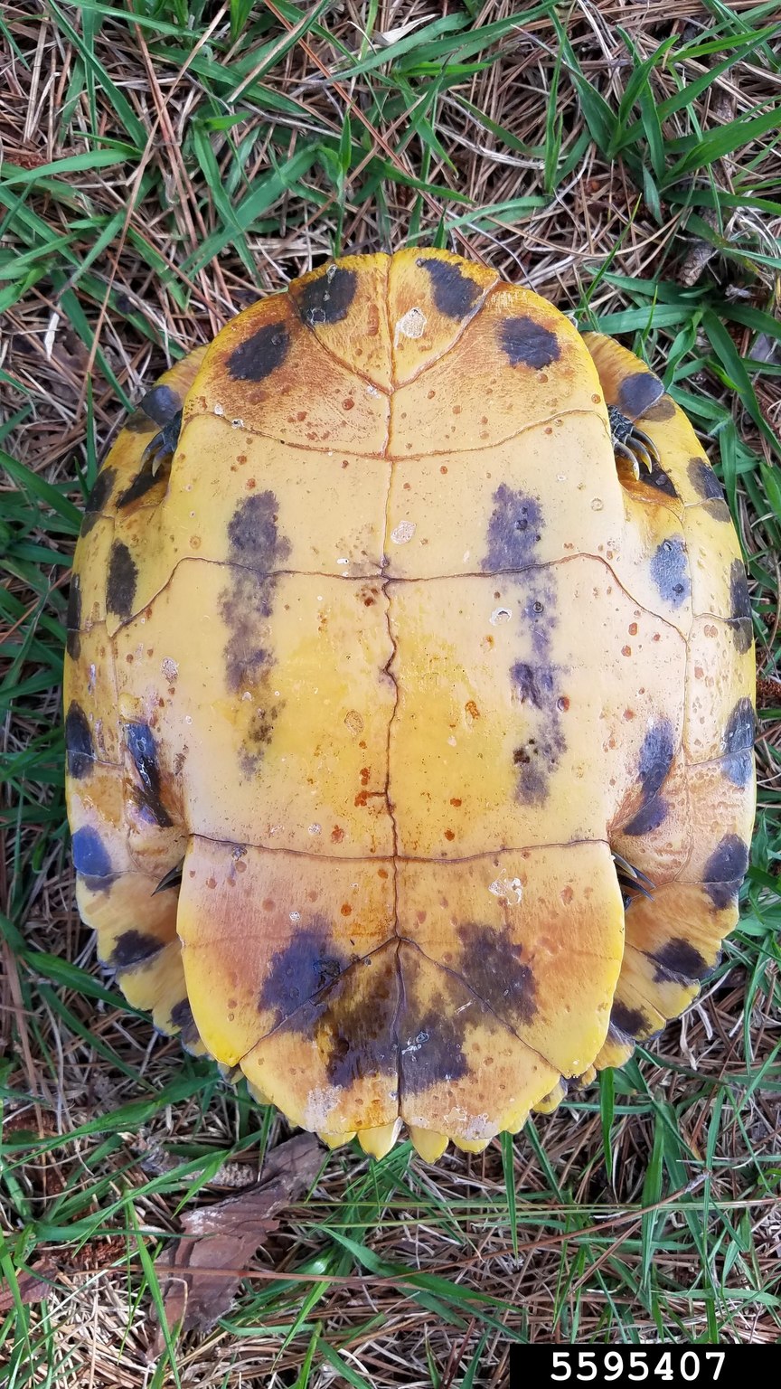 slider (Trachemys scripta (Schoepff, 1792))