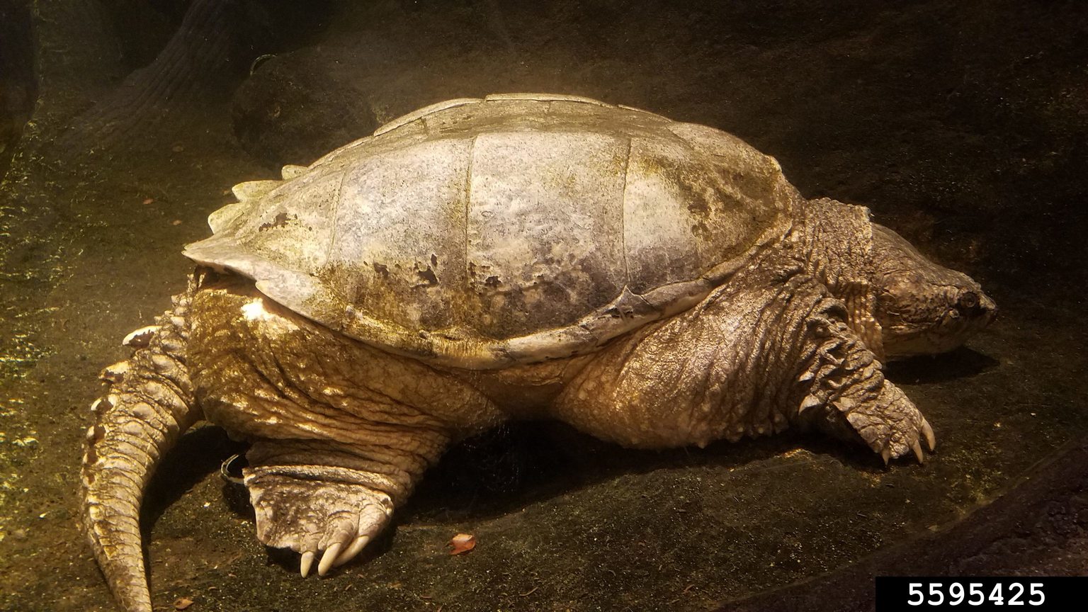 common snapping turtle (Chelydra serpentina (Linnaeus, 1758))