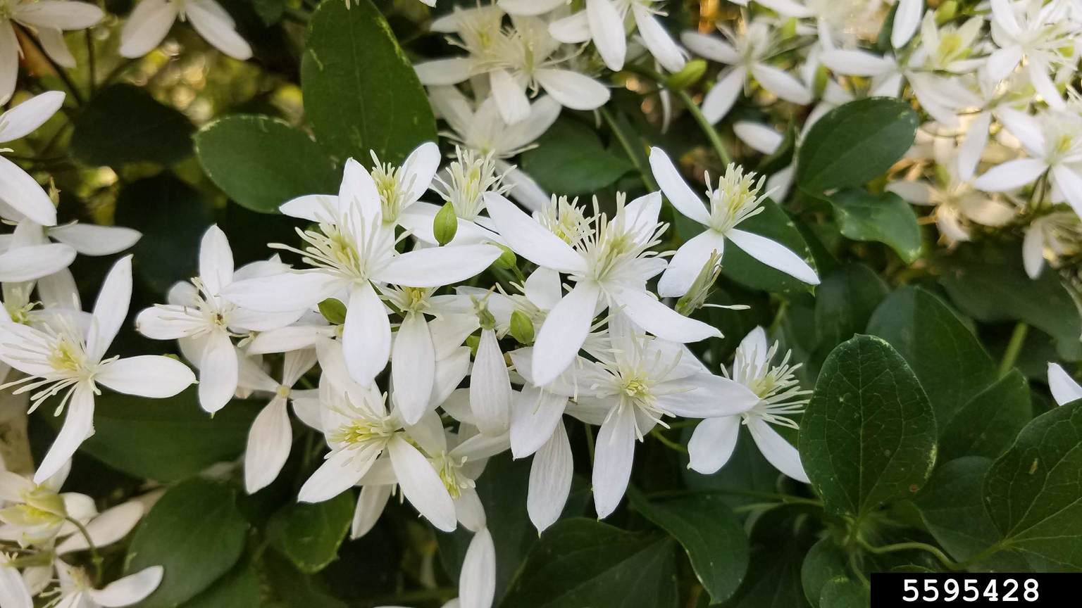 sweet autumn virginsbower (Clematis terniflora DC)