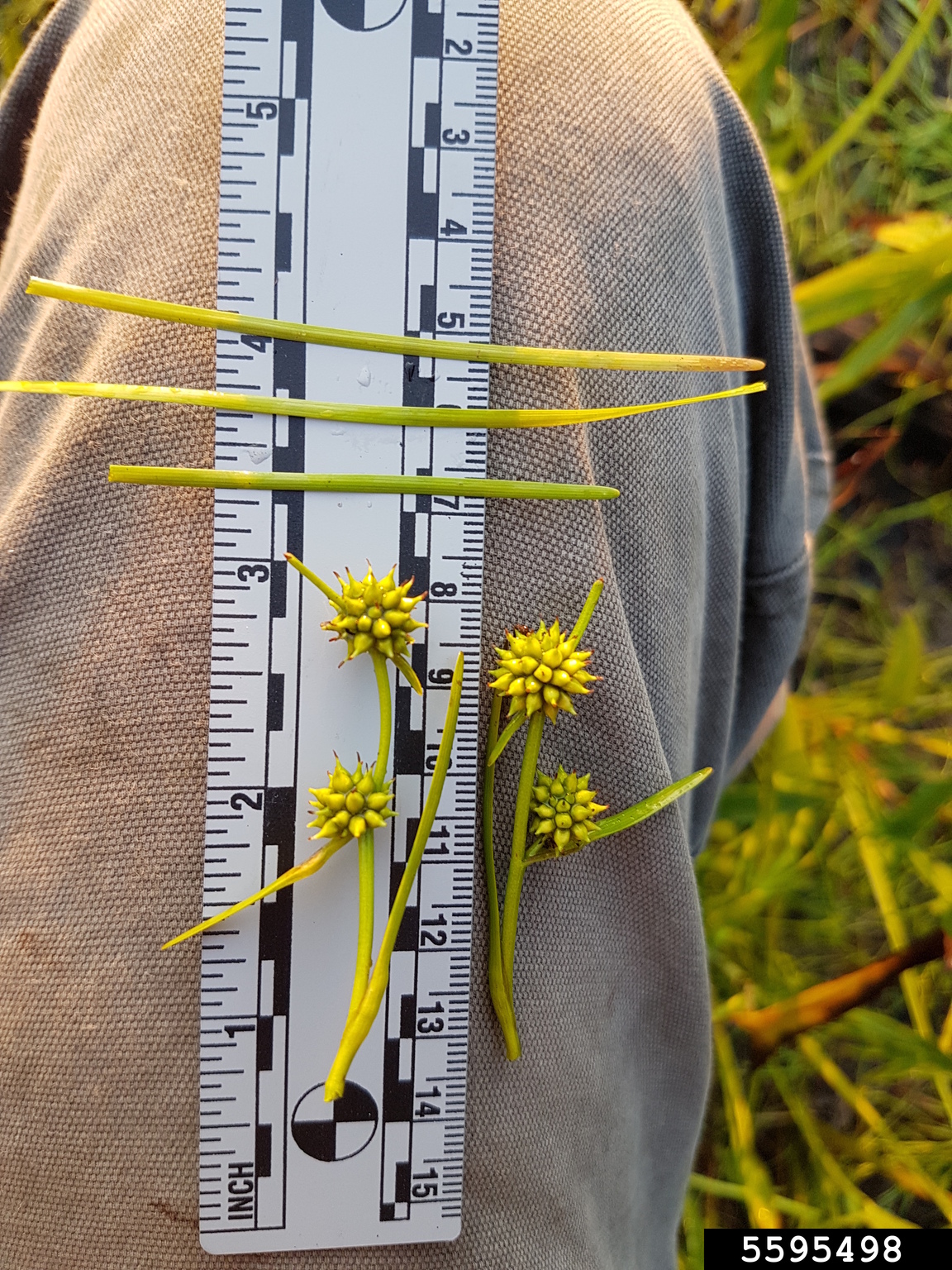 small bur-reed (Sparganium natans L.)