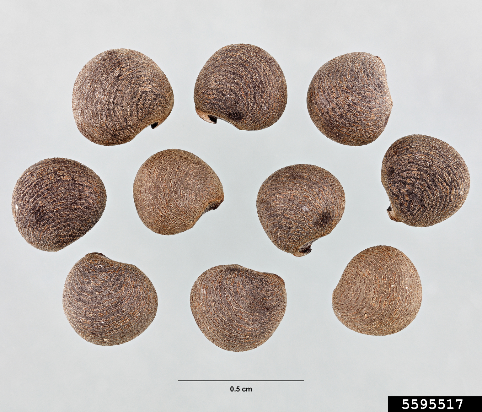 musk okra (Abelmoschus moschatus)