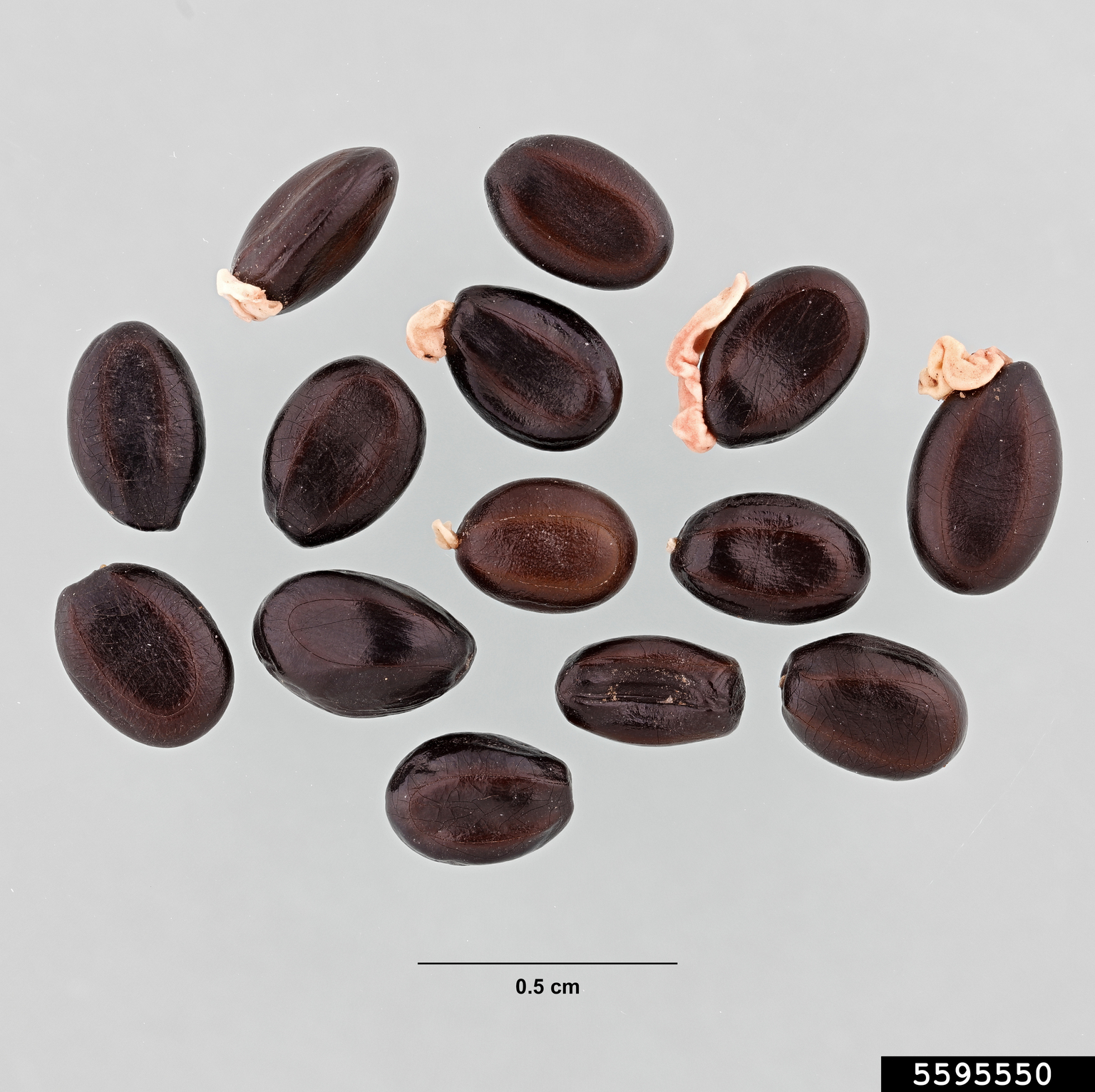 black acacia (Acacia melanoxylon)