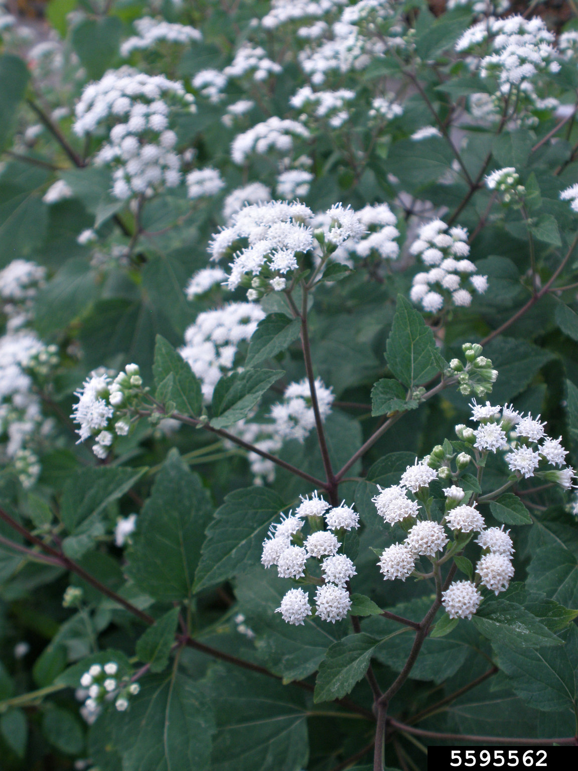 white snakeroot (Ageratina altissima (L.) King & H.E. Robins.)